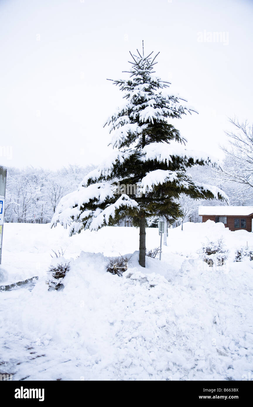 Winter in jungle tree hi-res stock photography and images - Alamy