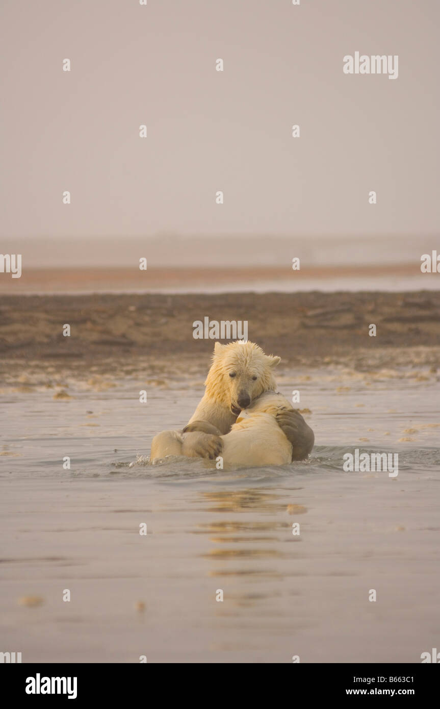 polar bear Ursus maritimus adults playing in waters off Barter Island ...