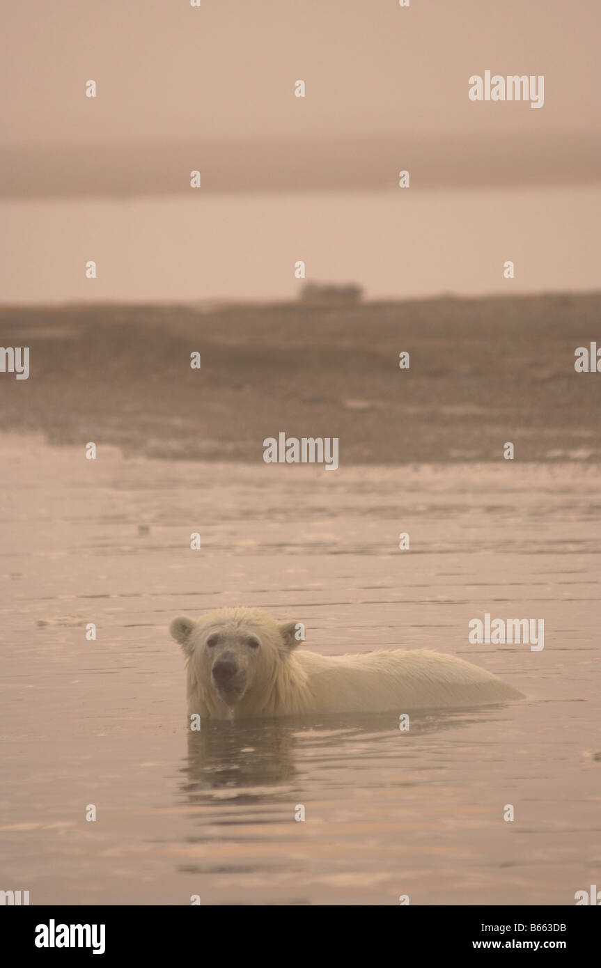 polar bear Ursus maritimus adult in waters off Barter Island Arctic ...