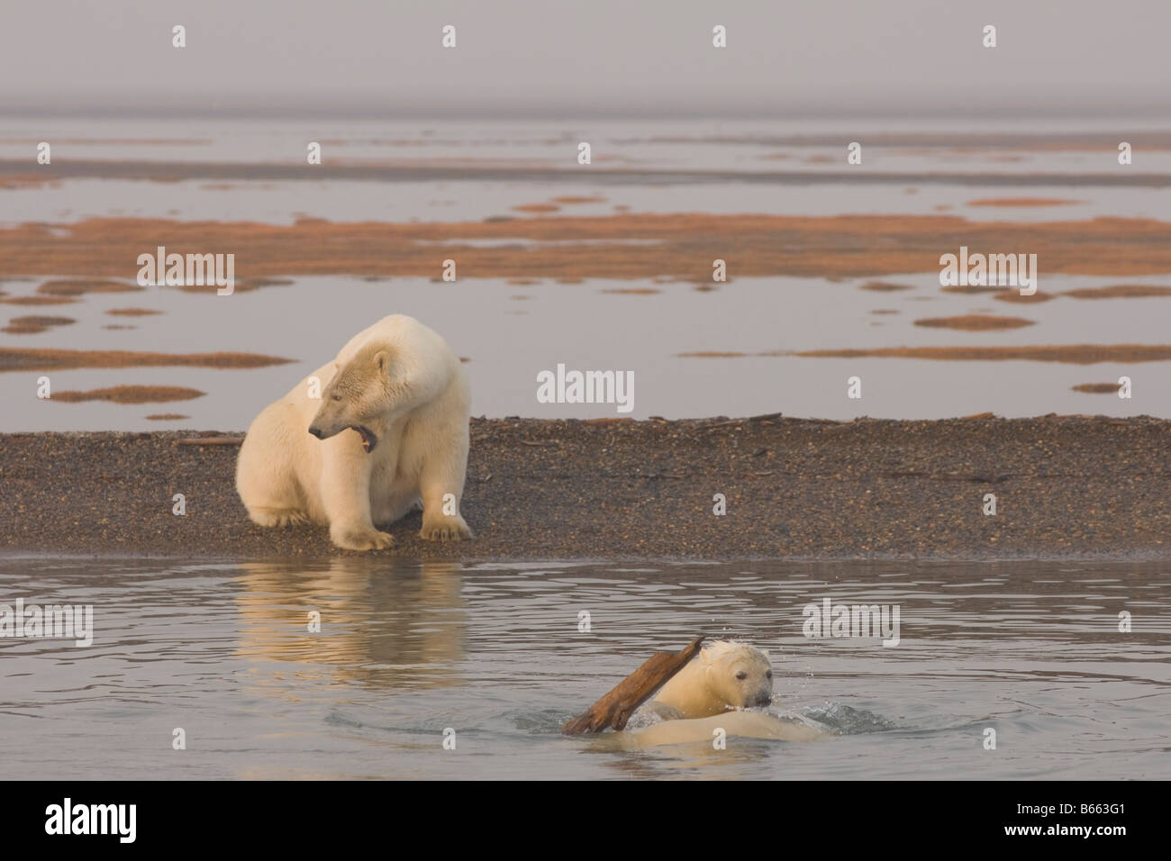 polar bear ,Ursus maritimus, sow with cub walk along Bernard sand spit ...