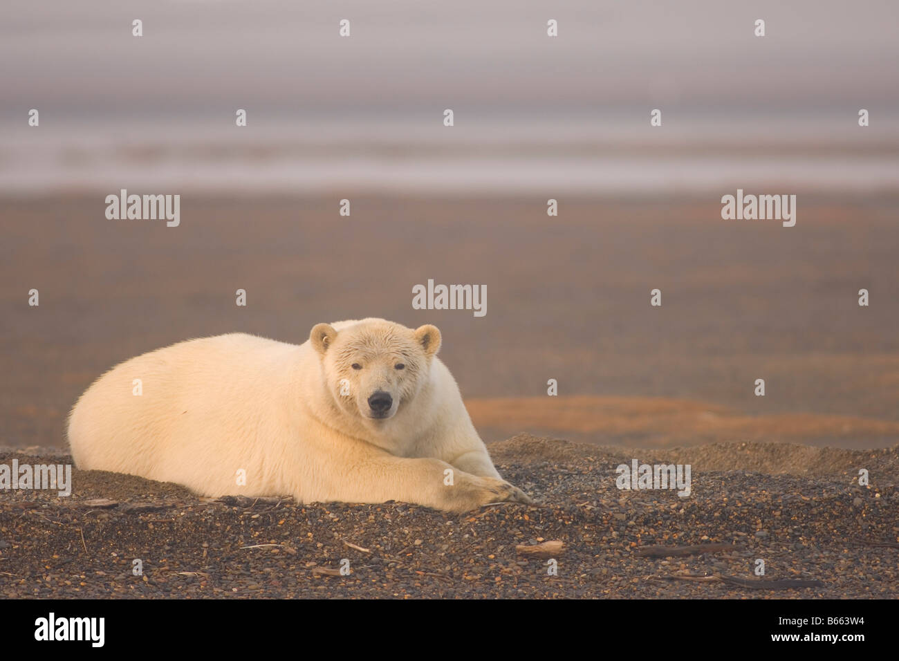 polar bear Ursus maritimus adult sow rests along a gravel bar on ...