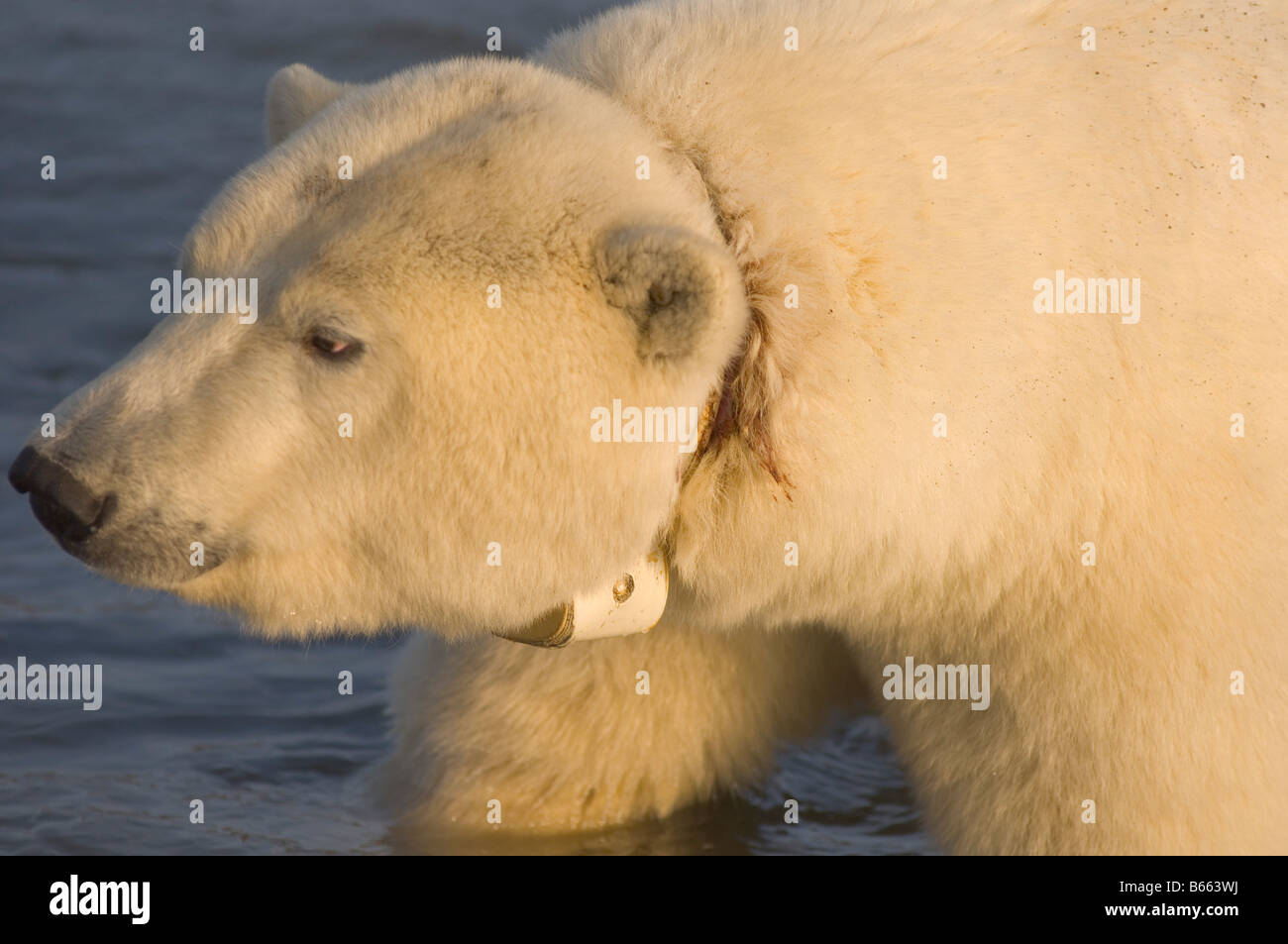 Polar bear ,Ursus maritimus, sow a tight satellite radio collar ...