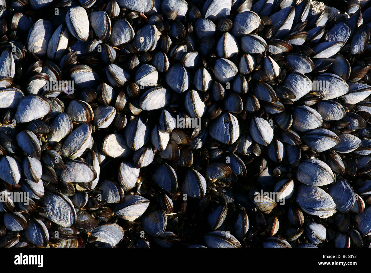 Common mussel, Mytilus edulis Stock Photo - Alamy