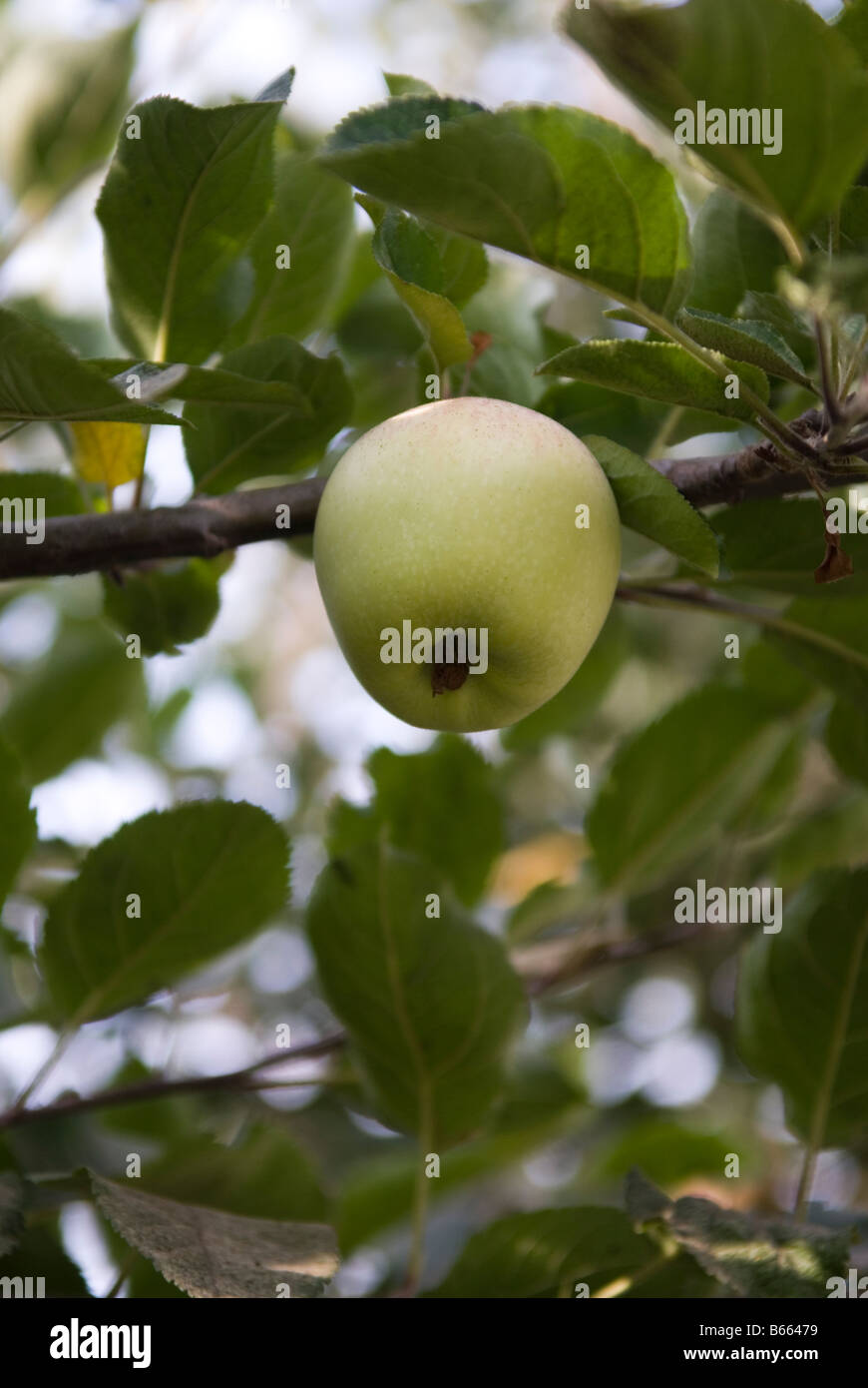 Lebanese apples hi-res stock photography and images - Alamy
