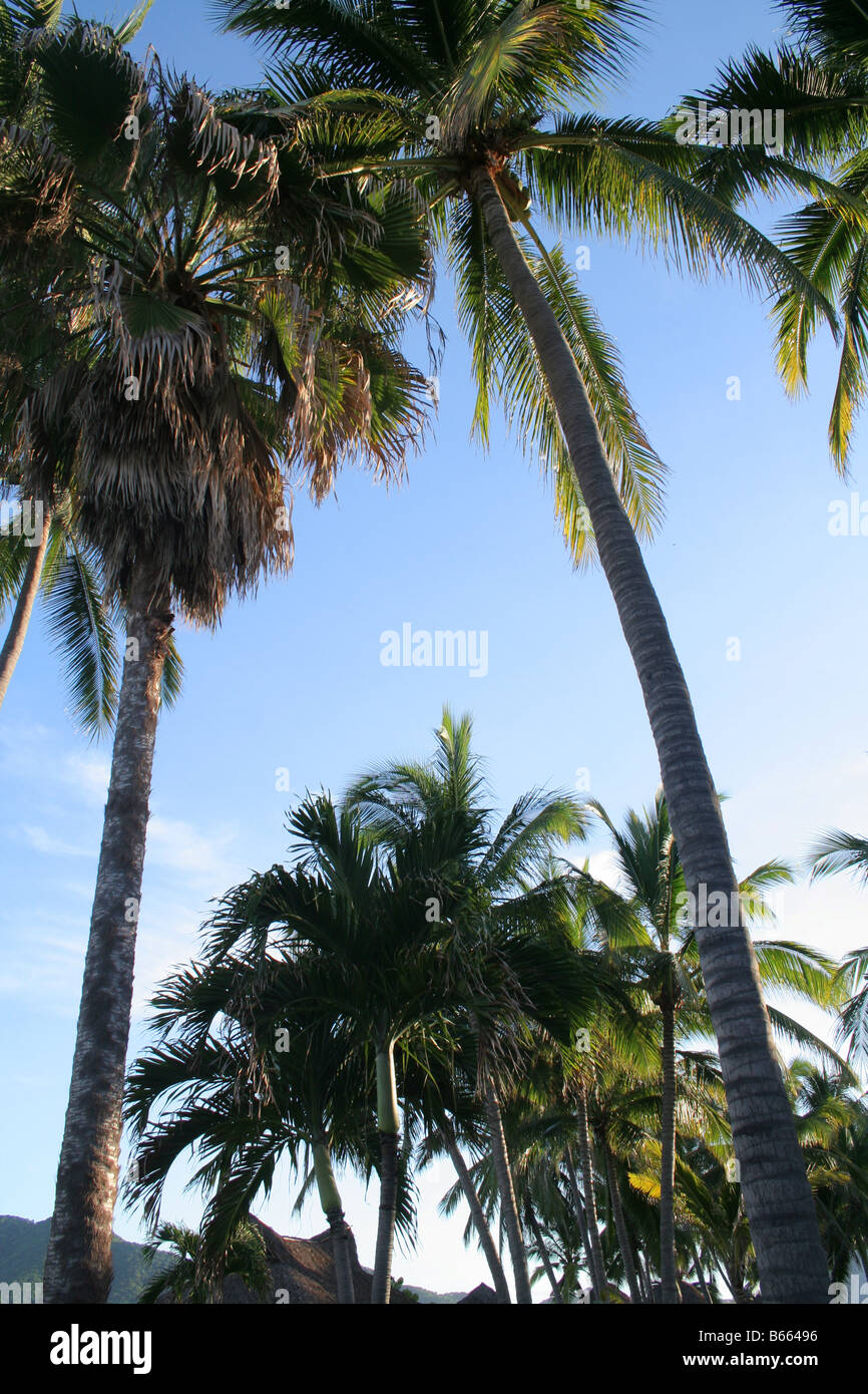 Upward perspective of palm trees with blue sky Stock Photo - Alamy