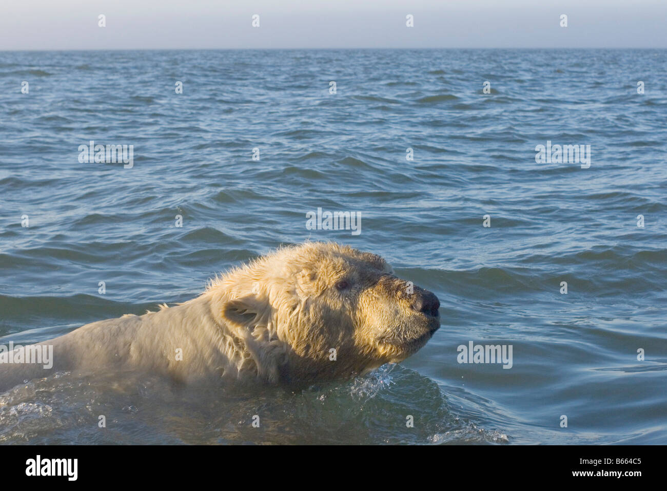 polar bear Ursus maritimus adult senior male, boar swimming in the ...