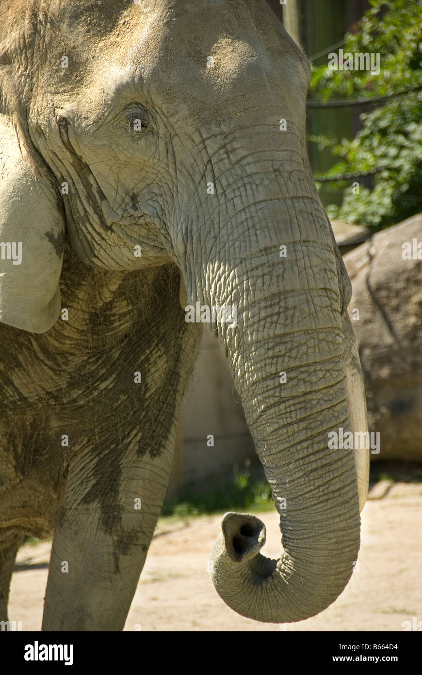 World elephant day at zoos hi-res stock photography and images - Alamy