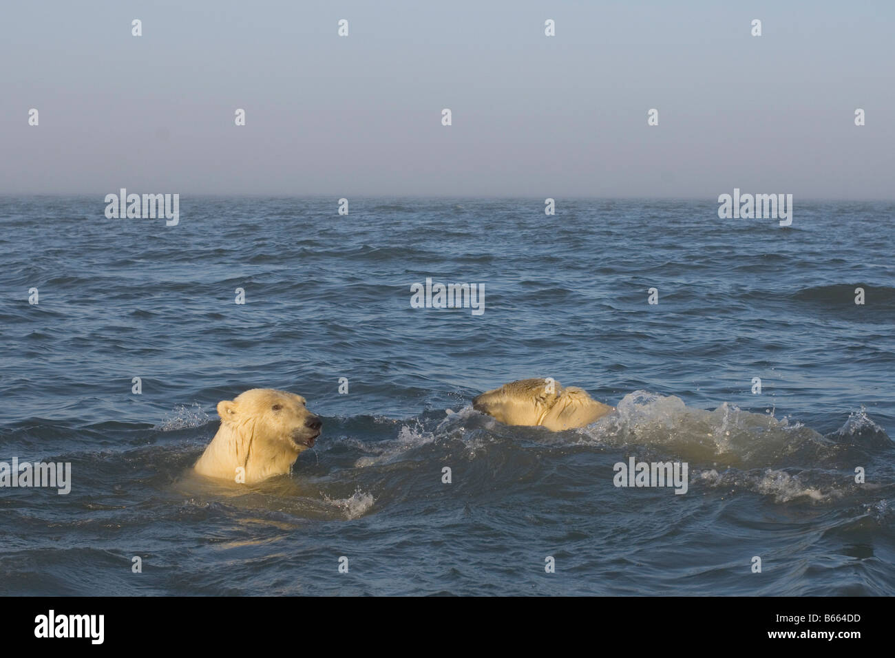polar bear ,Ursus maritimusm, male, boar adults swimming in the coastal ...