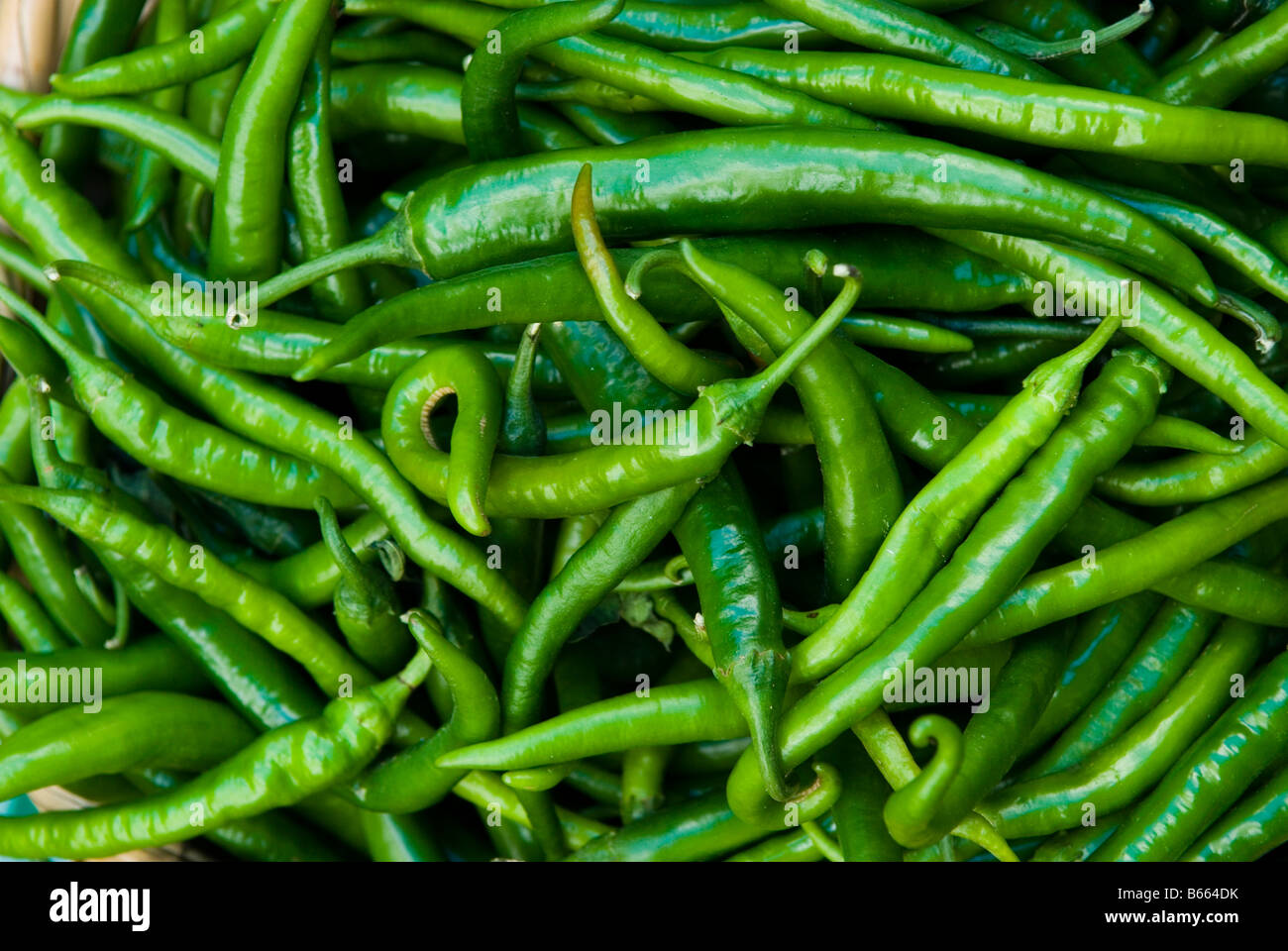 Bio Organic green chillies in Market Lebanon Middle East Stock Photo ...