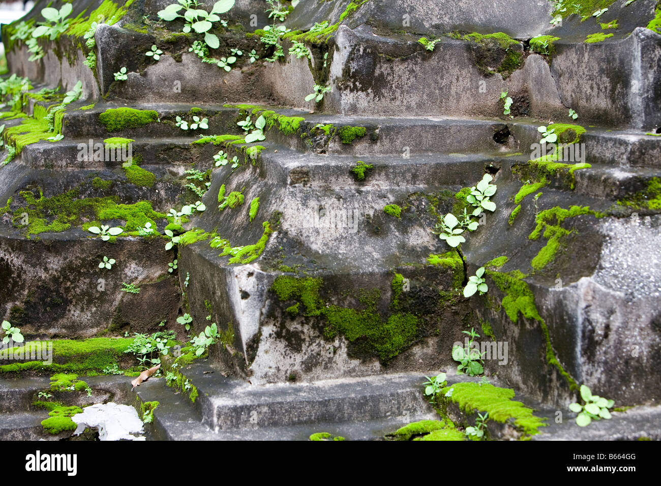 Moss on stone Stock Photo - Alamy