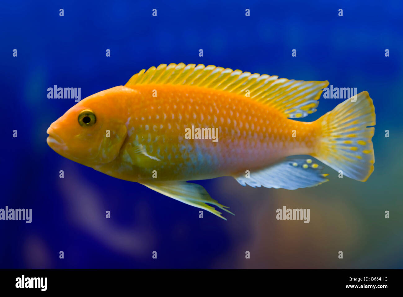 Goldfish carassius auratus swimming hi-res stock photography and images ...