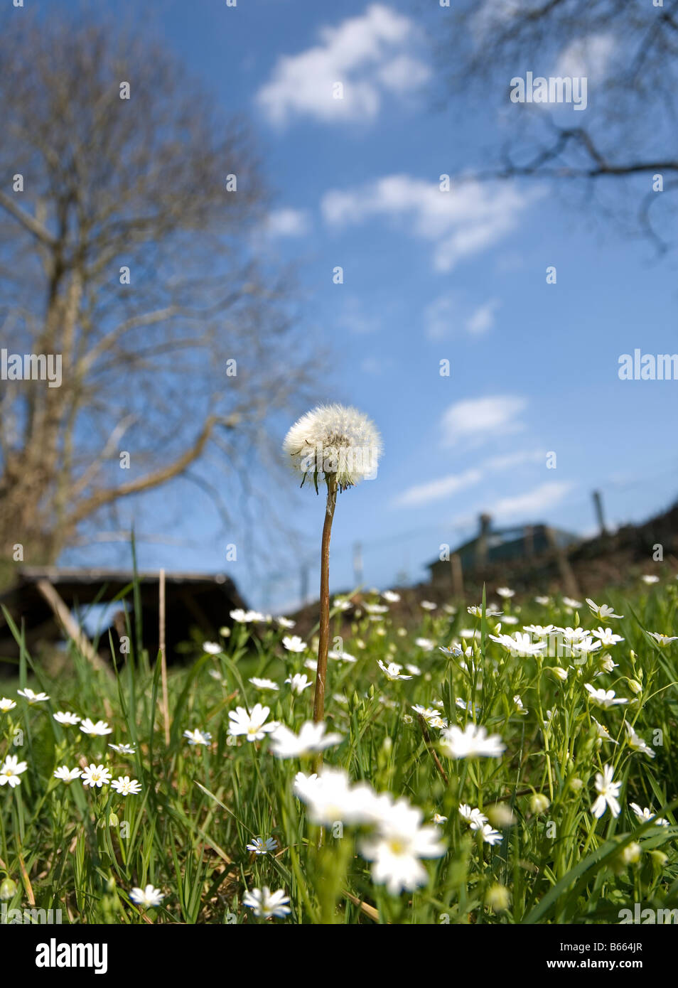 Dandelion Clock Taraxacum officinale Stock Photo - Alamy