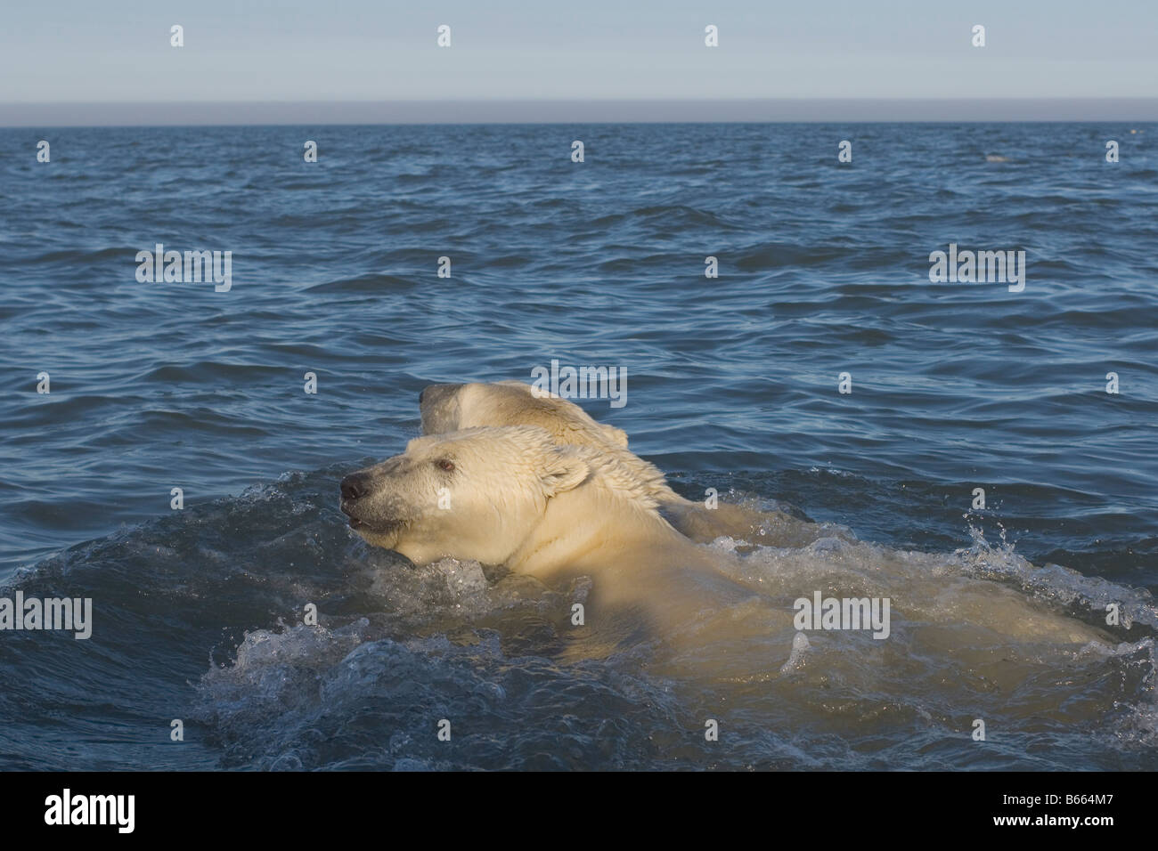 polar bear ,Ursus maritimusm, male, boar adults swimming in the coastal ...