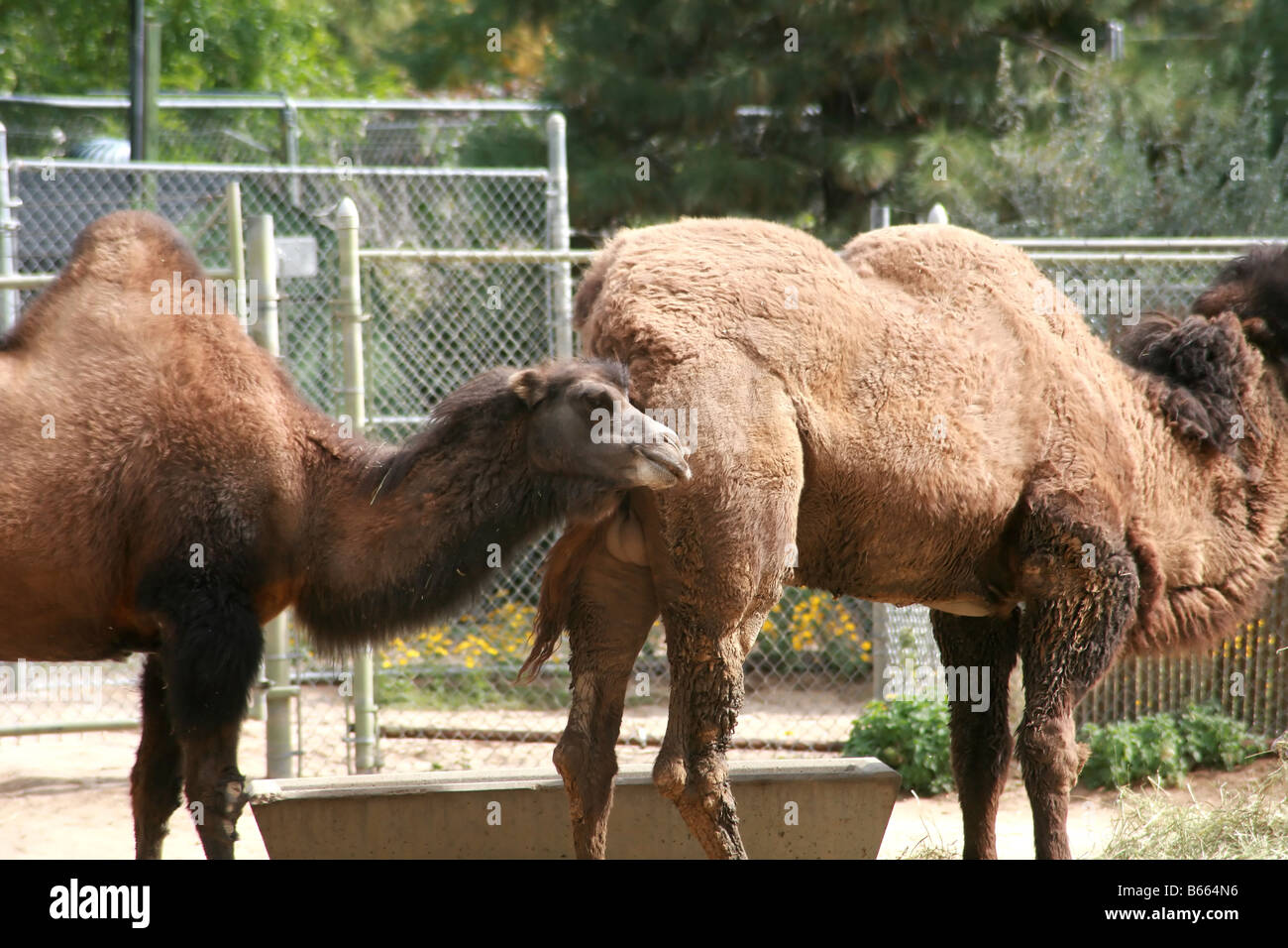 two camels rubbing on the rear end Stock Photo - Alamy