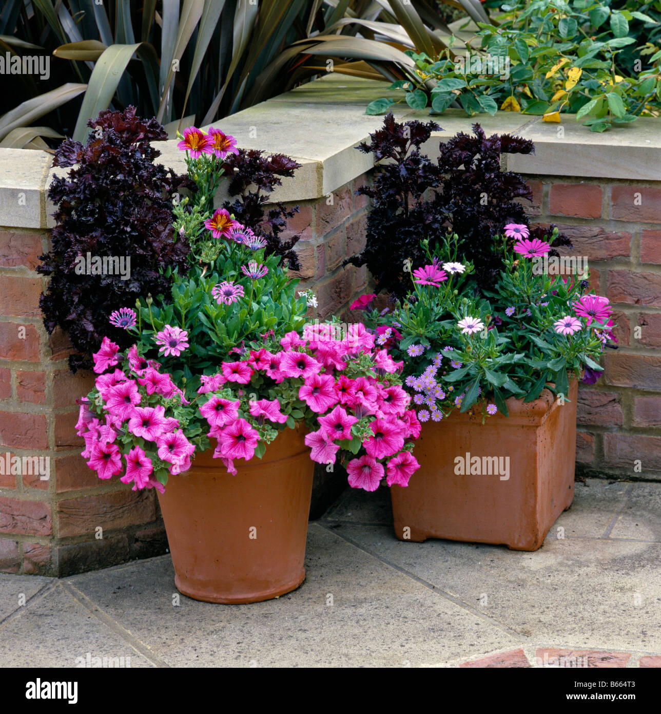 Patio containers with mixed planting Stock Photo - Alamy