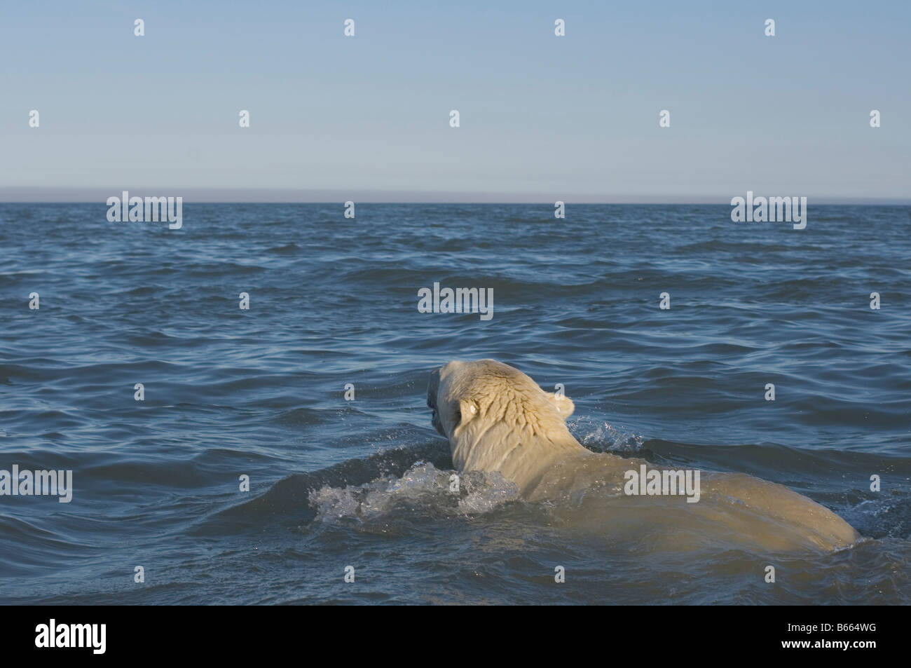 polar bear Ursus maritimus adult senior male, boar swimming in the ...