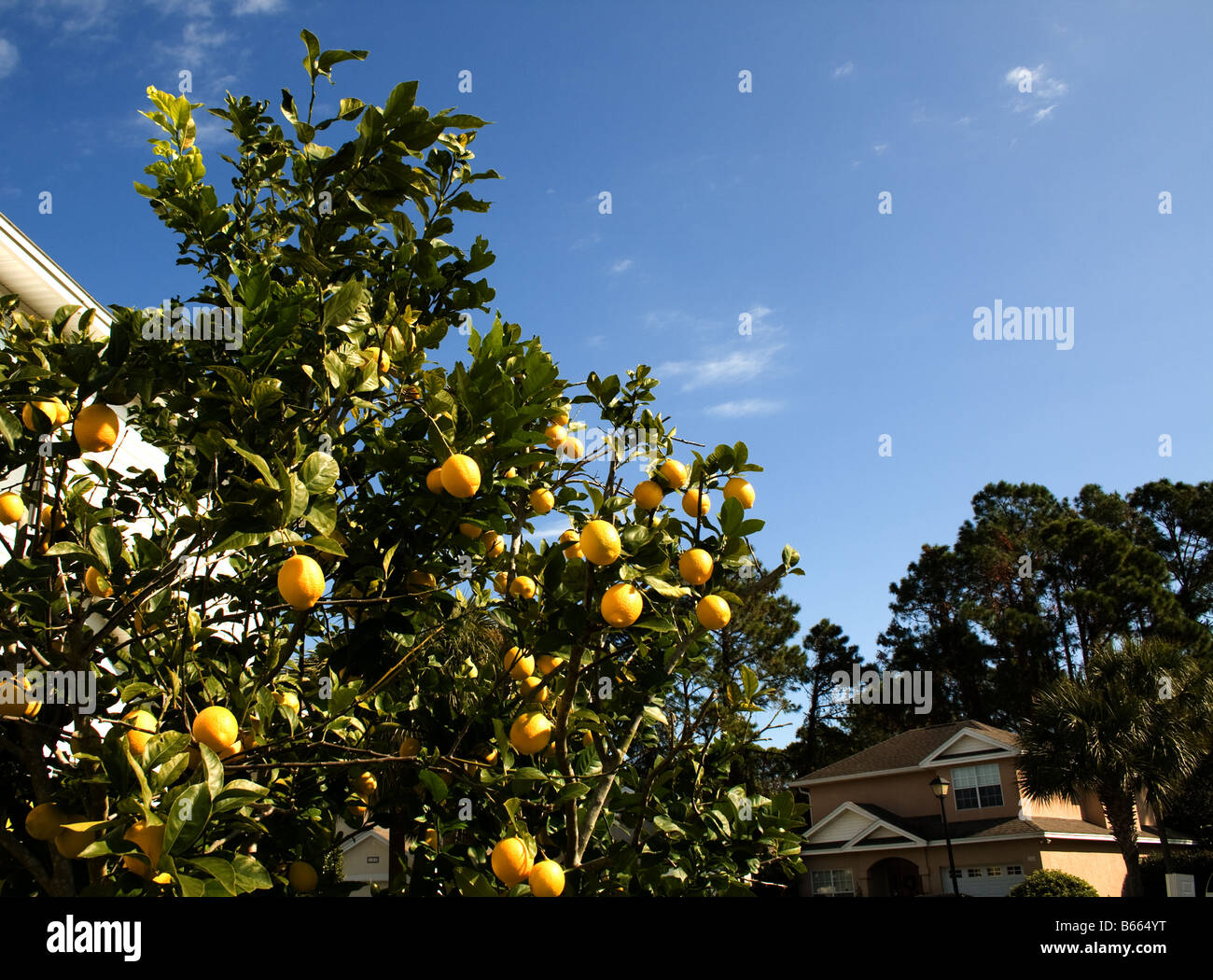 Florida citrus tree hi-res stock photography and images - Alamy