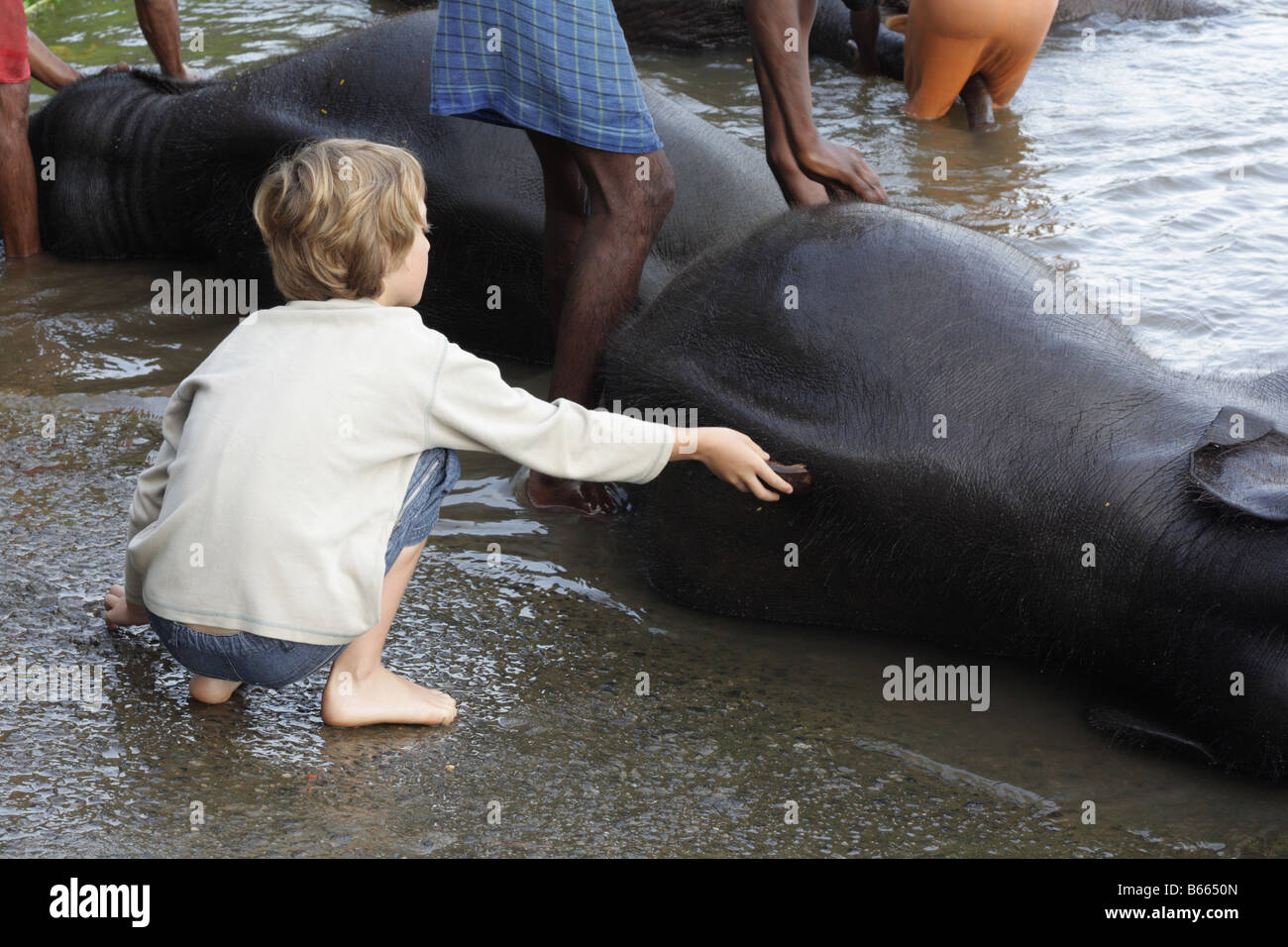 Baby elephant touching High Resolution Stock Photography and Images - Alamy