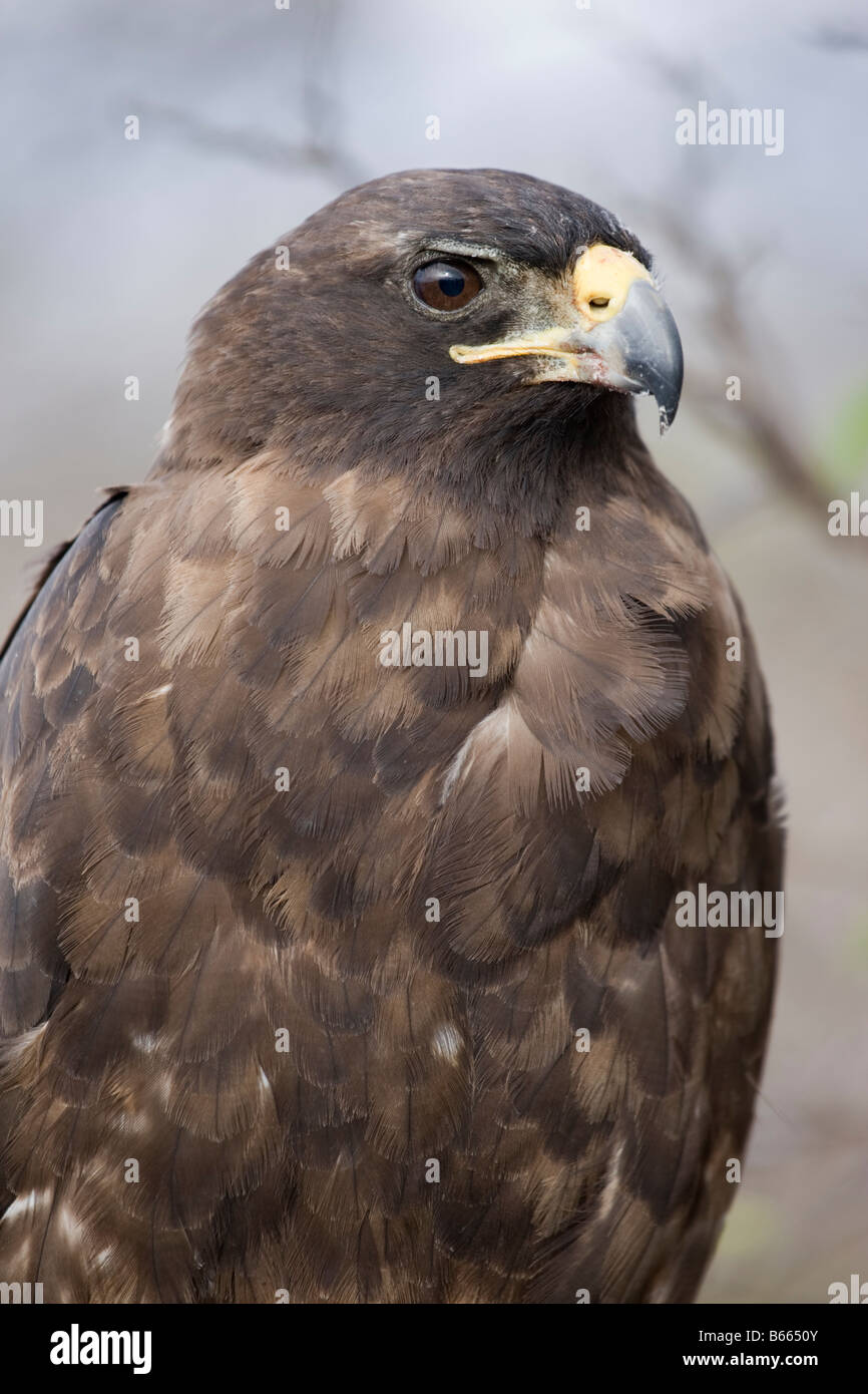 Ecuador Galapagos Islands National Park Isabella Island Galapagos Hawk ...