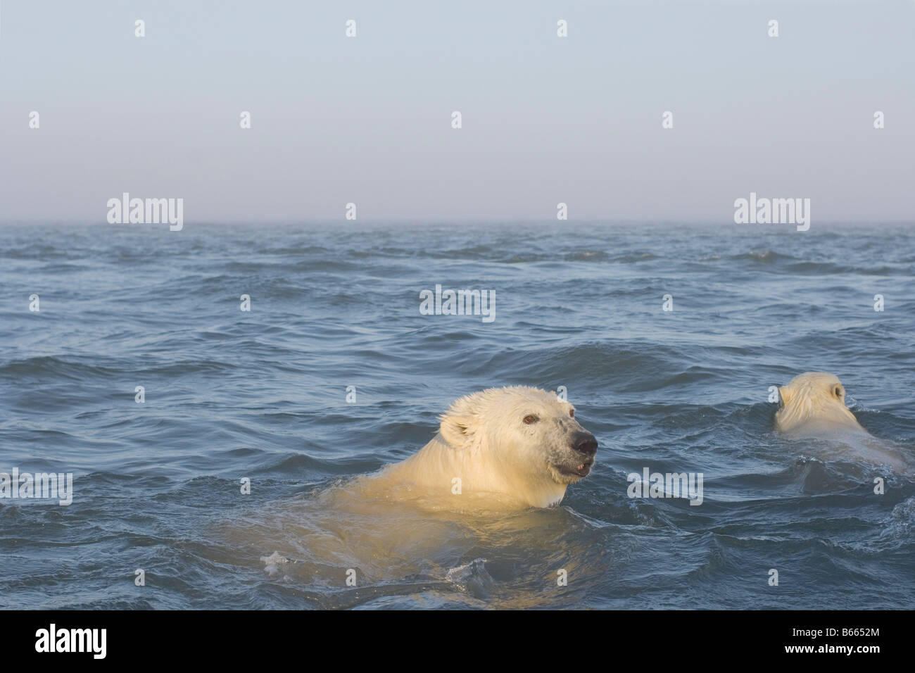 polar bear ,Ursus maritimusm, male, boar adults swimming in the coastal ...