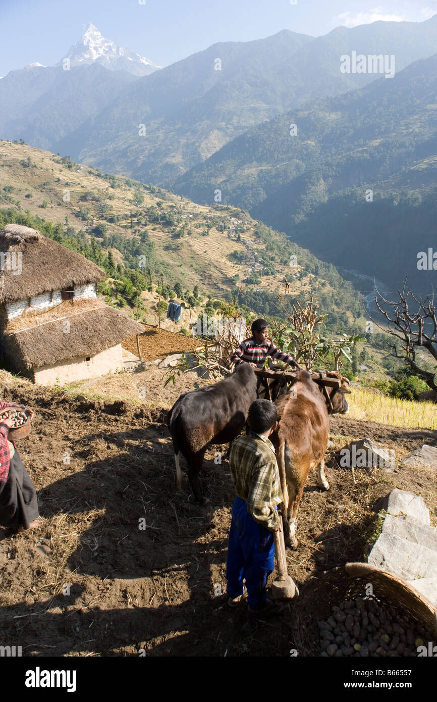Nepalese farmers ploughing with cows on the side of the Modi River ...