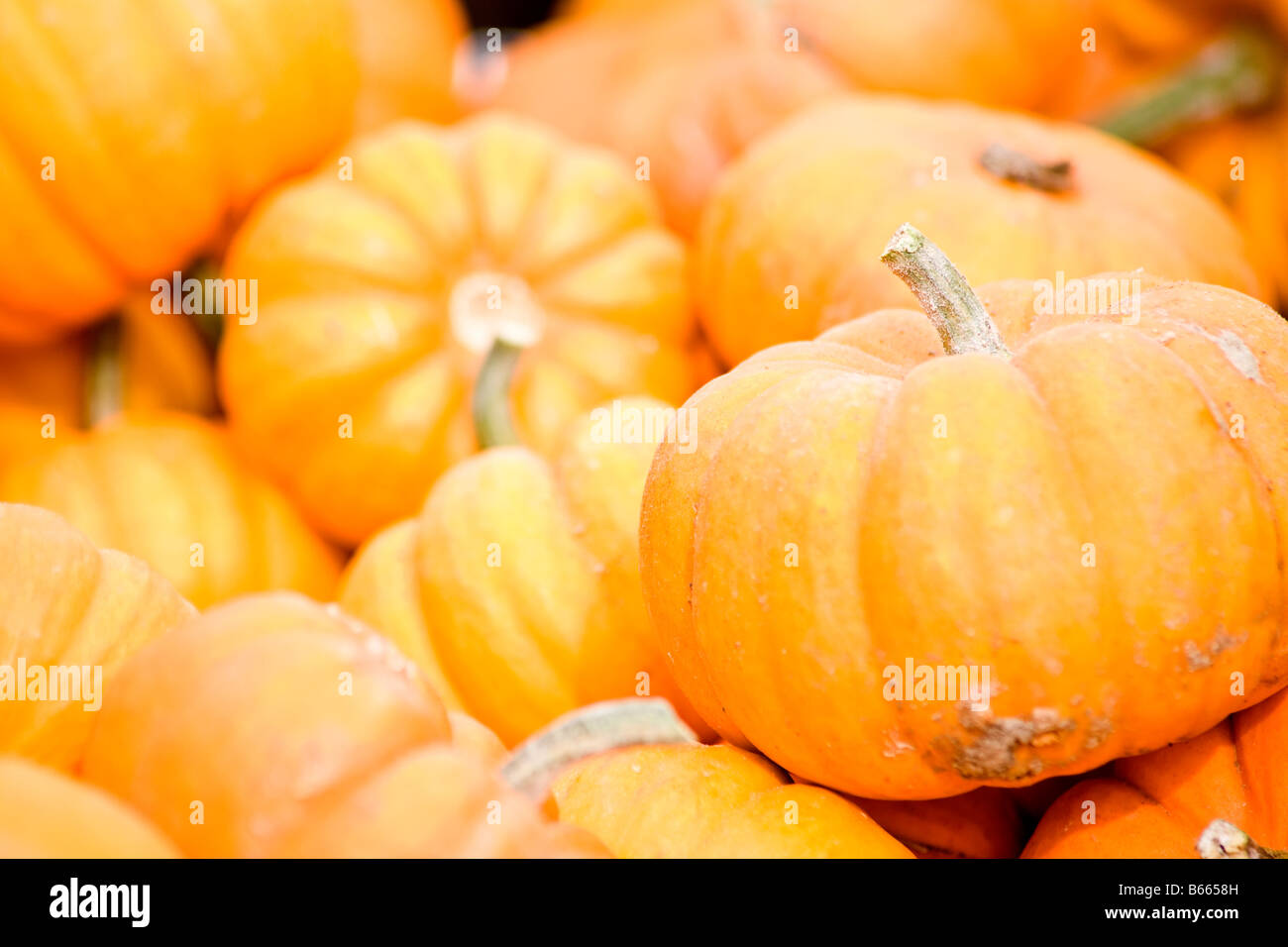 A group of pumpkins for thanksgiving Stock Photo - Alamy