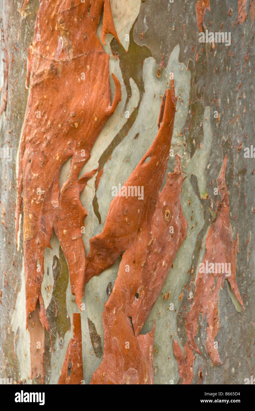 Rainbow Eucalyptus (Eucalyptus deglupta) bark close up George Brown ...