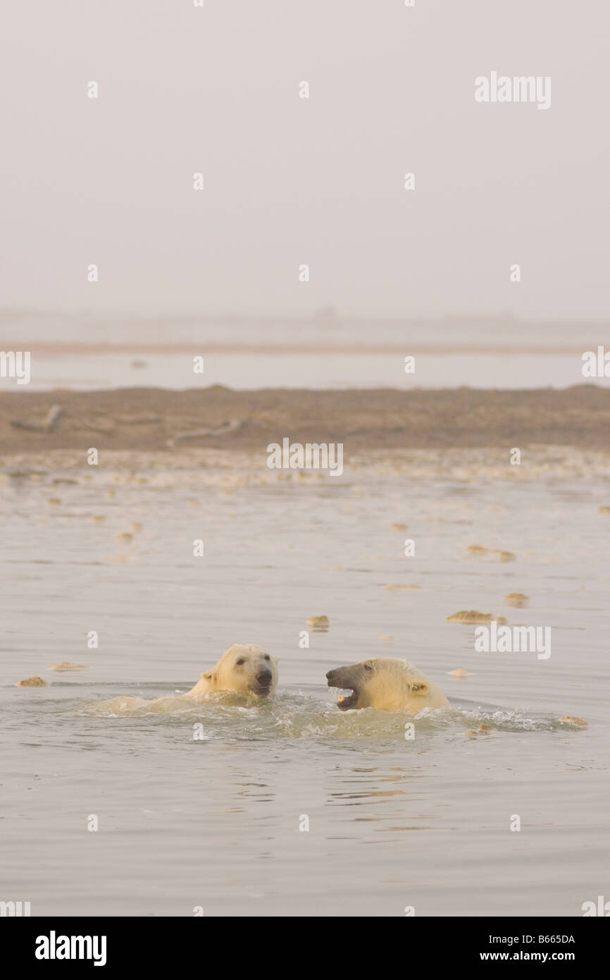 polar bear Ursus maritimus adults playing in waters off Barter Island ...