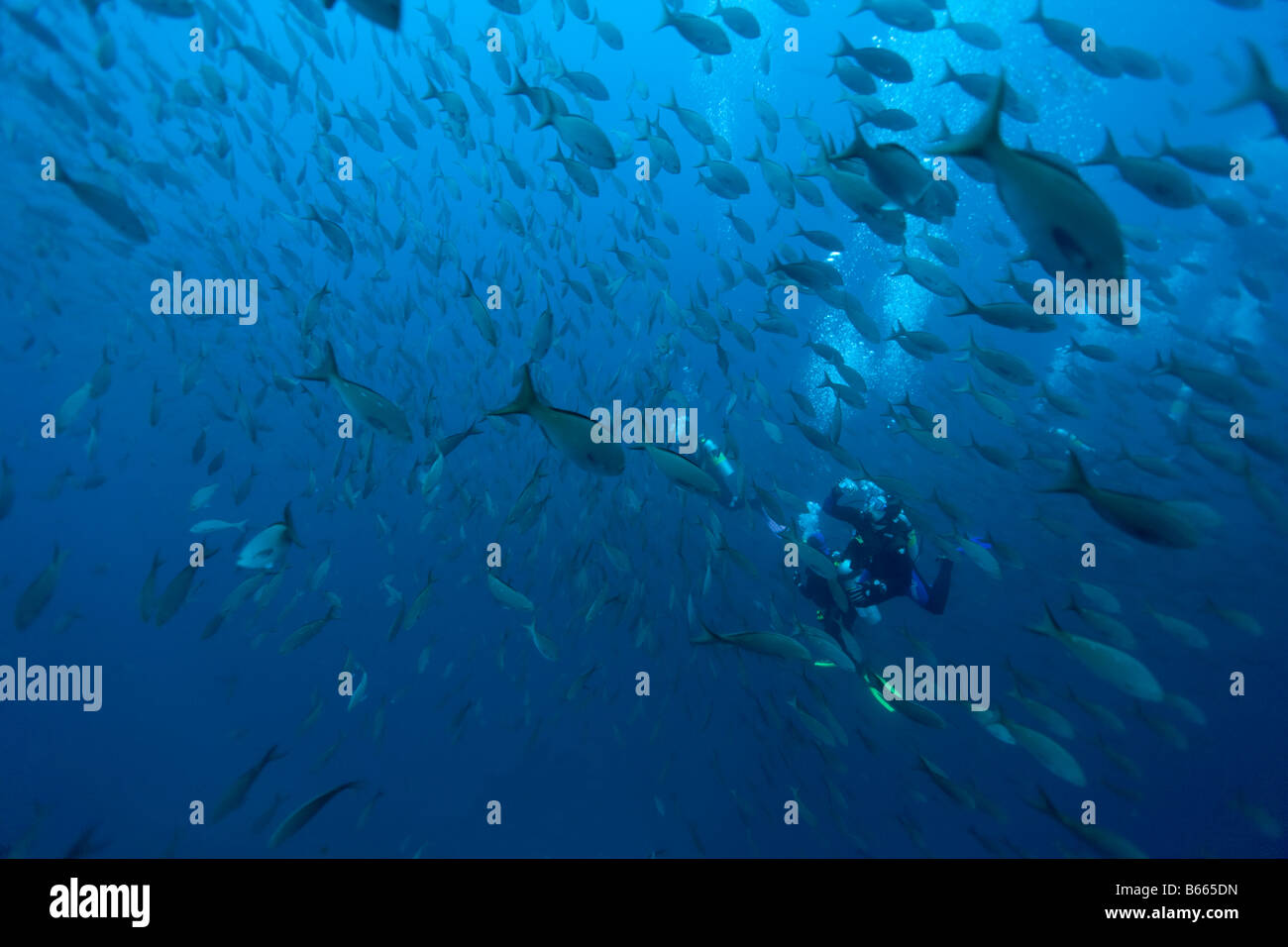 Ecuador Galapagos Islands Darwin Island Underwater view of Scuba Divers ...