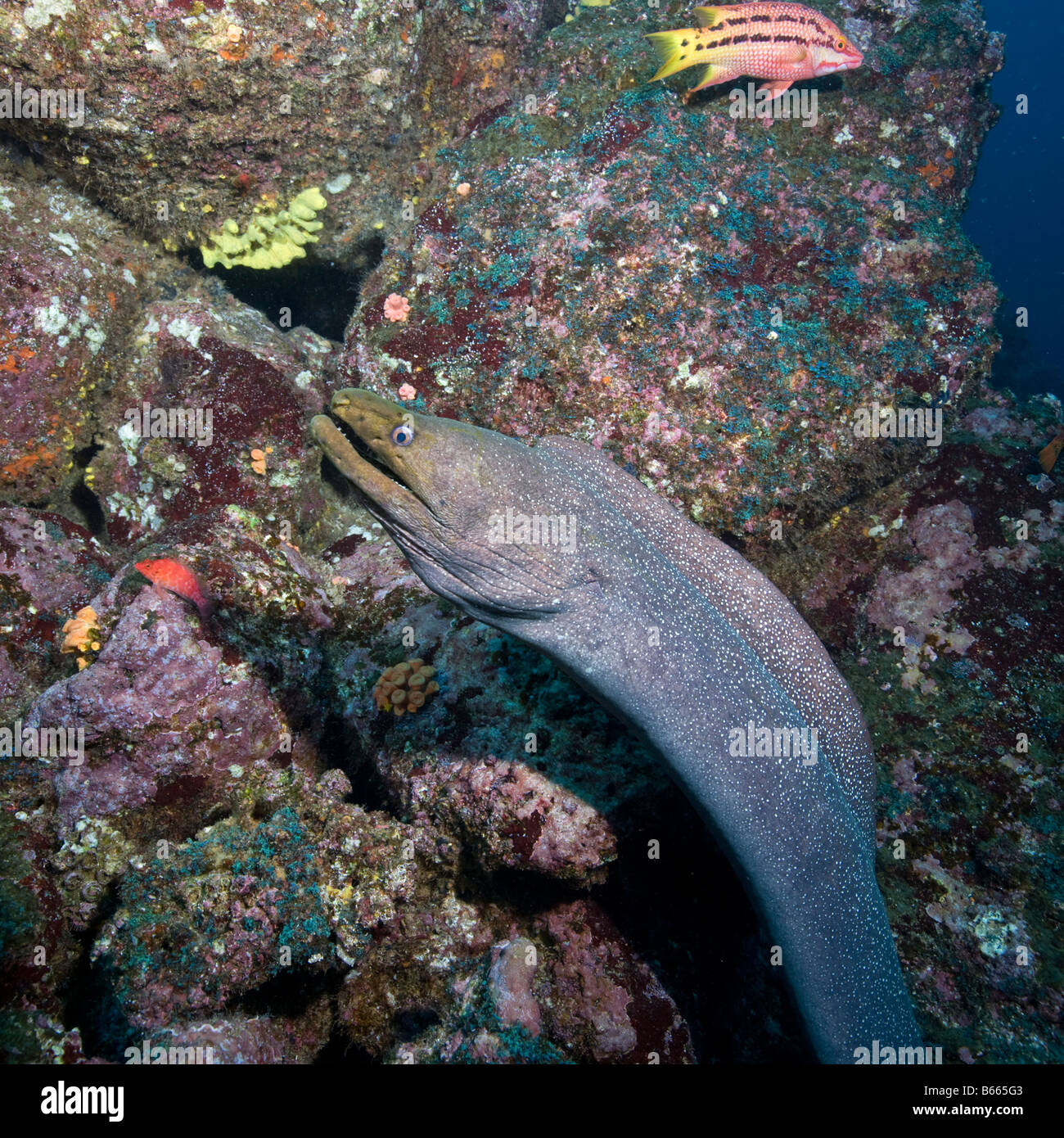 Ecuador Galapagos Islands National Park Wolf Island Underwater view of ...