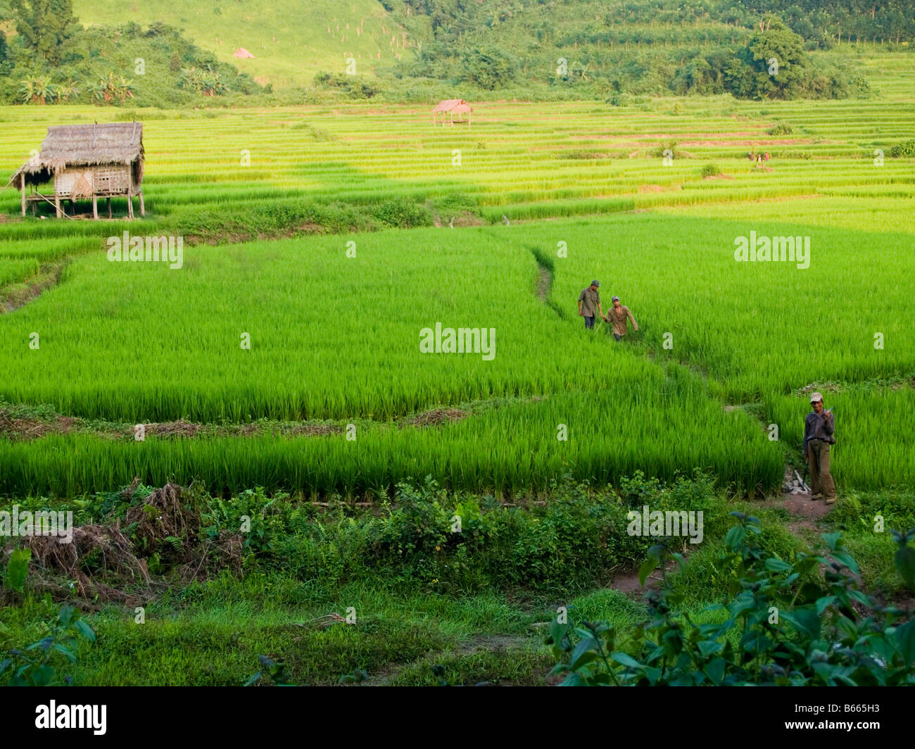 Laos rice fields hi-res stock photography and images - Alamy
