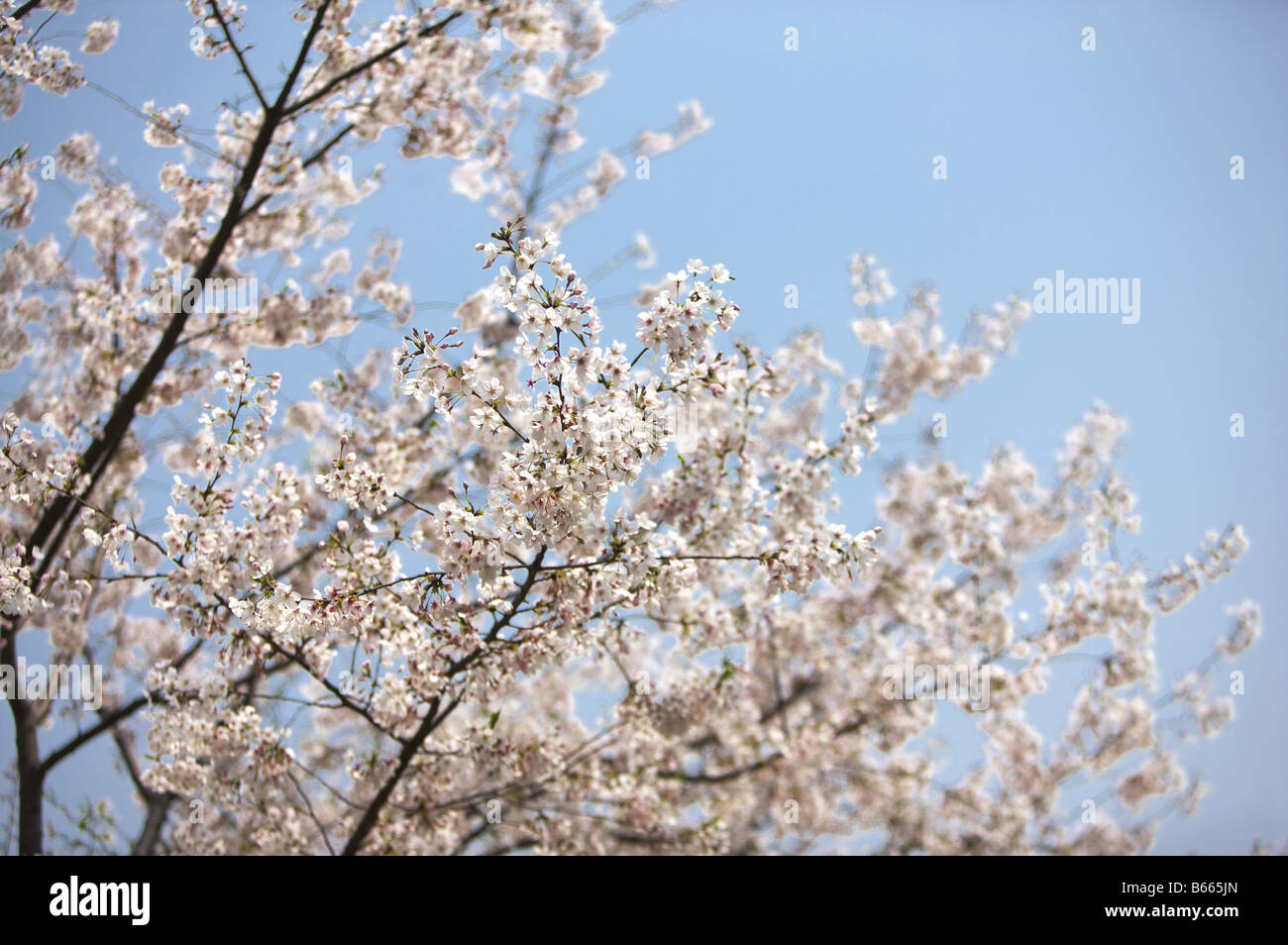 Nature in shanghai hi-res stock photography and images - Alamy