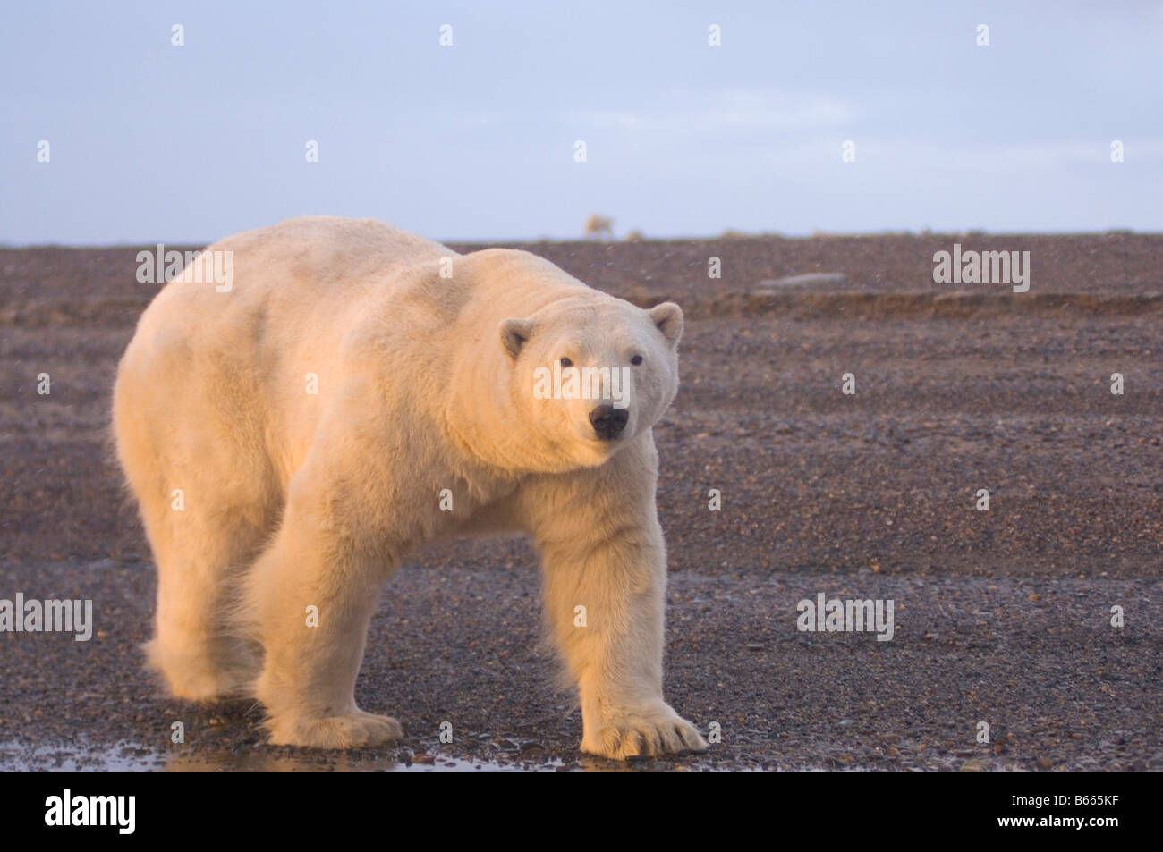 polar bear Ursus maritimus bear on a sandspit waiting for fall freeze ...