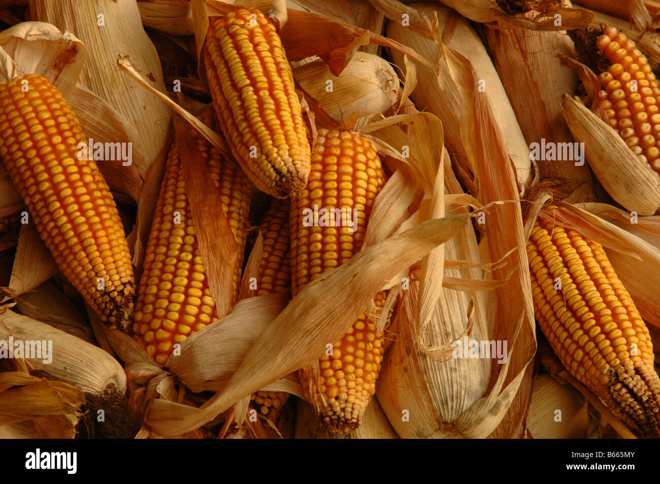 corn in a farm near Milan food storage flakes Stock Photo - Alamy