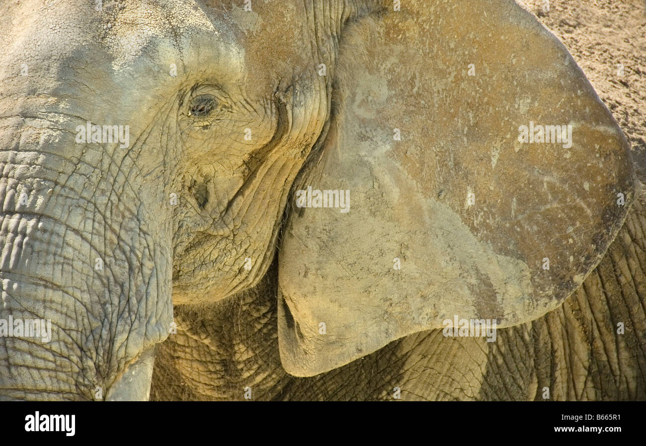 Vienna zoo elephants hi-res stock photography and images - Alamy