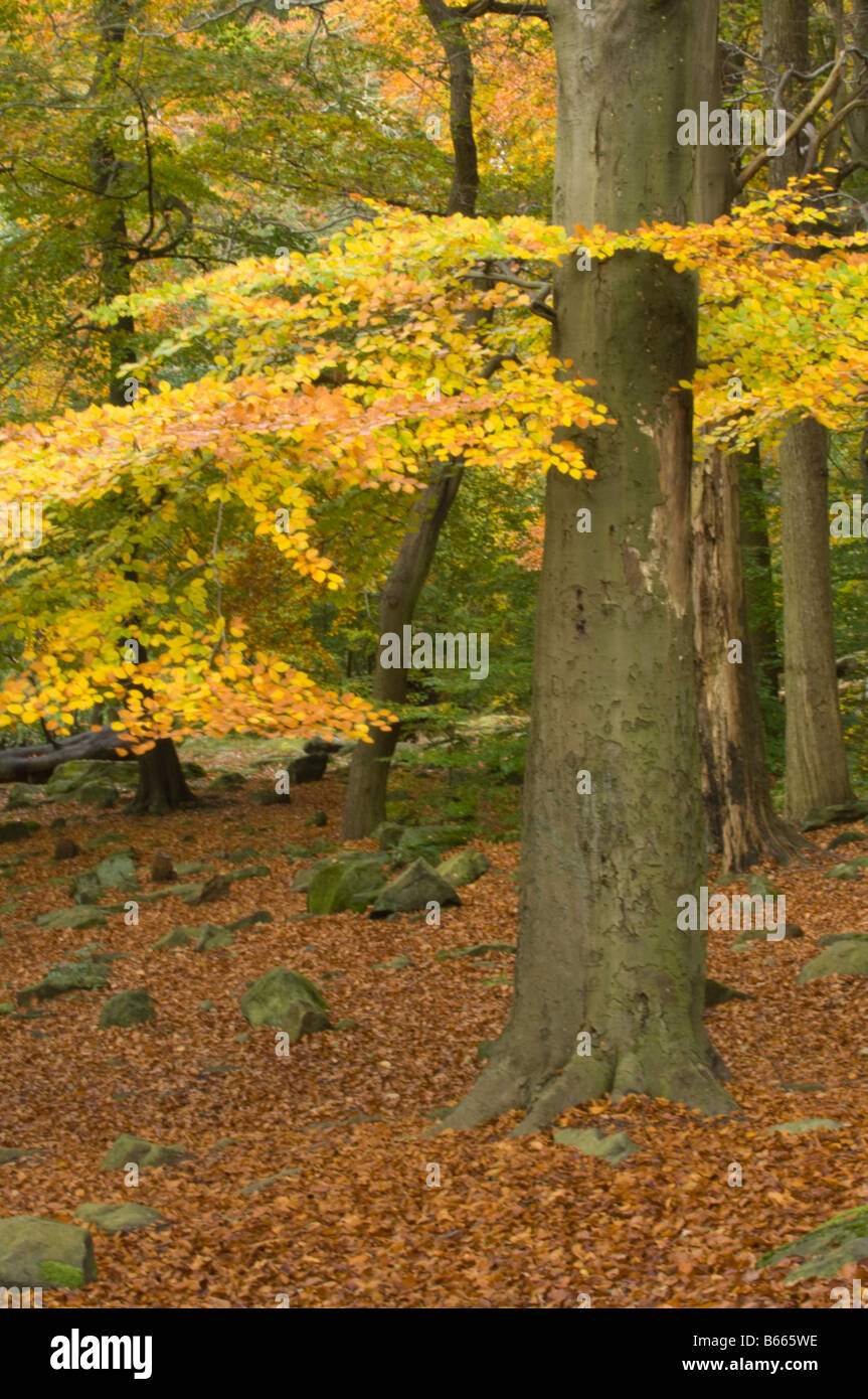 Woodland in leeds hi-res stock photography and images - Alamy