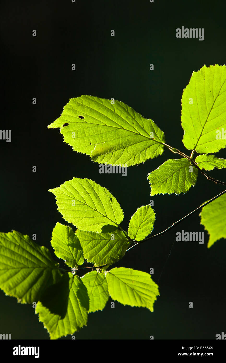 Black beech tree hi-res stock photography and images - Alamy