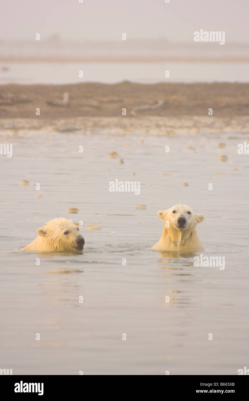 polar bear Ursus maritimus adults playing in waters off Barter Island ...