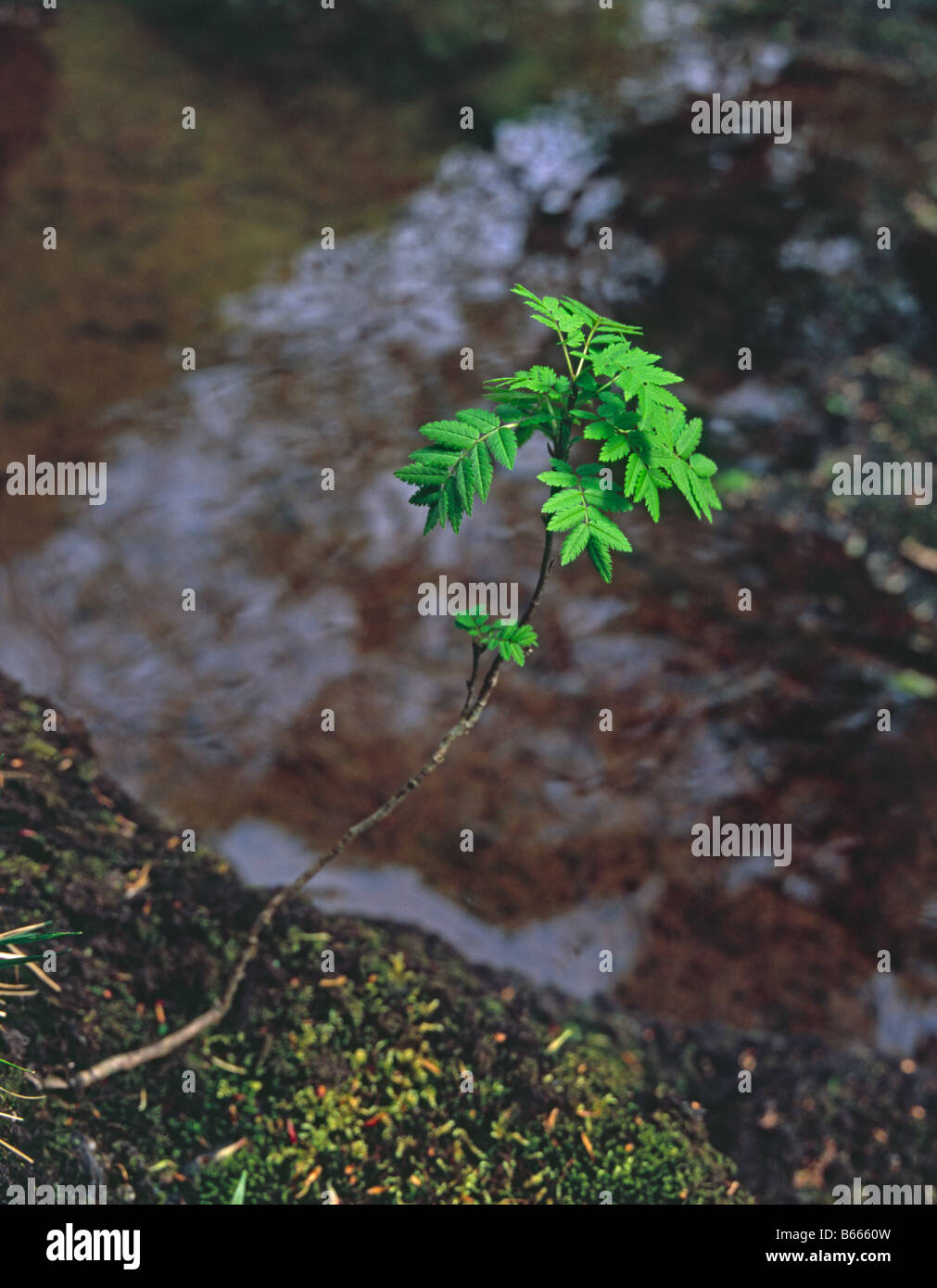 Ash Sapling High Resolution Stock Photography and Images - Alamy