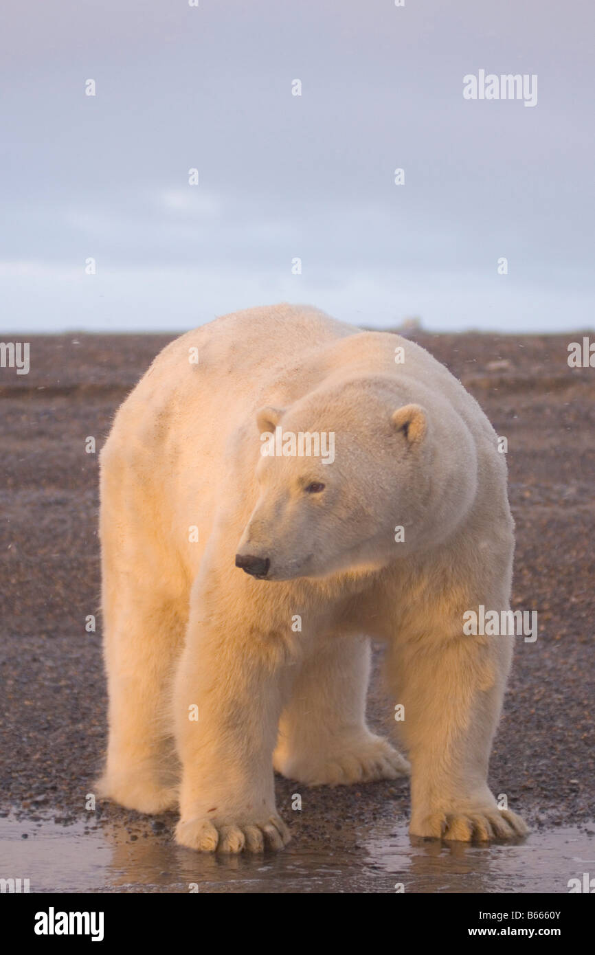 polar bear Ursus maritimus bear on a sandspit waiting for fall freeze ...