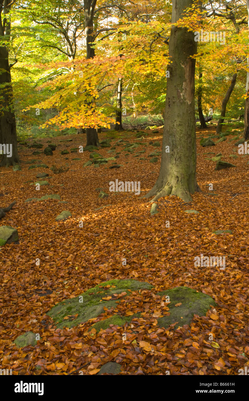 Common Beech Fagus sylvatica in autumn Scotland Wood Adel Leeds West ...