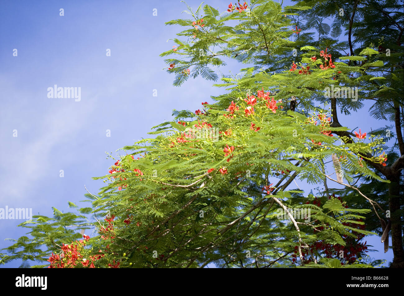 Flame trees hi-res stock photography and images - Alamy