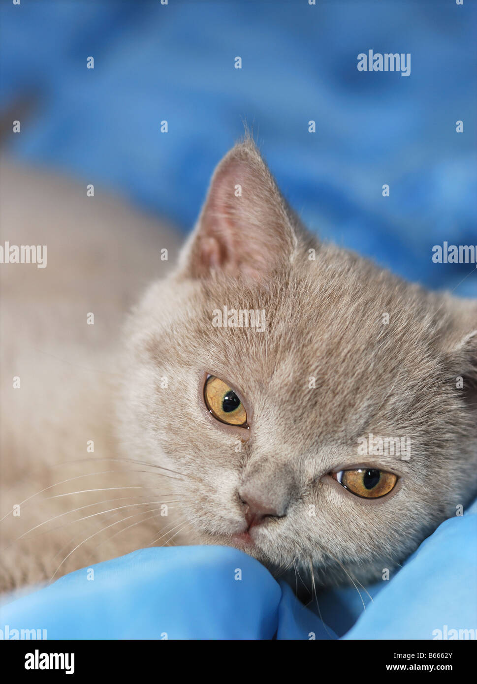 House cat of ashy color British short haired Stock Photo - Alamy