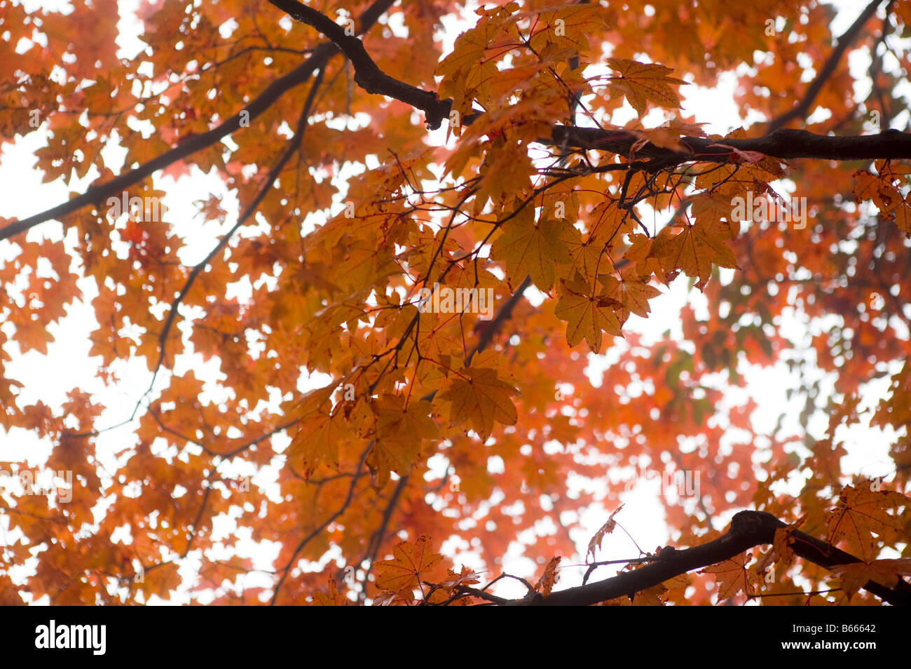 Maple tree china hi-res stock photography and images - Alamy