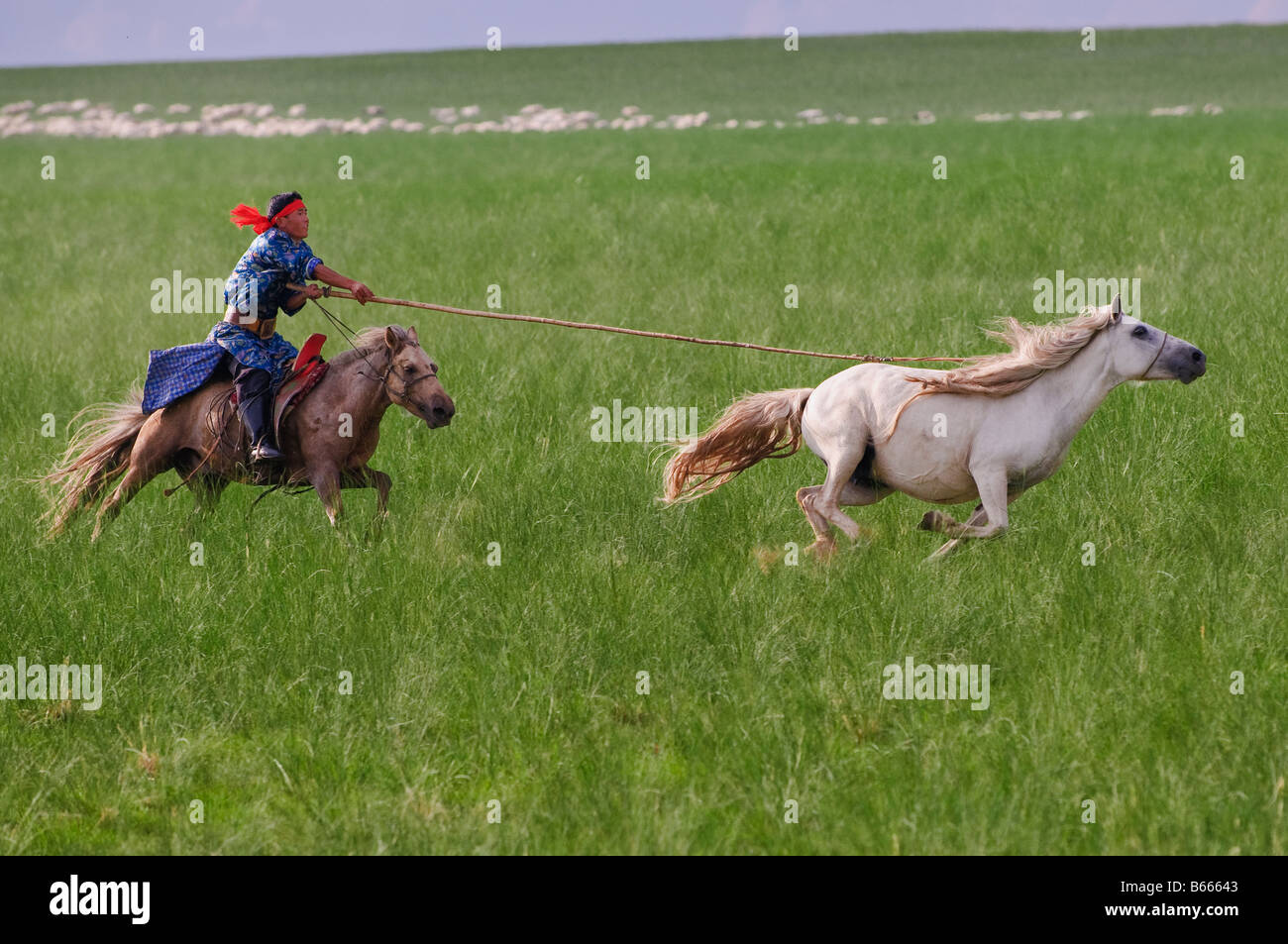 Grasslands herdsman on horseback catches horse with rope and pole urga ...