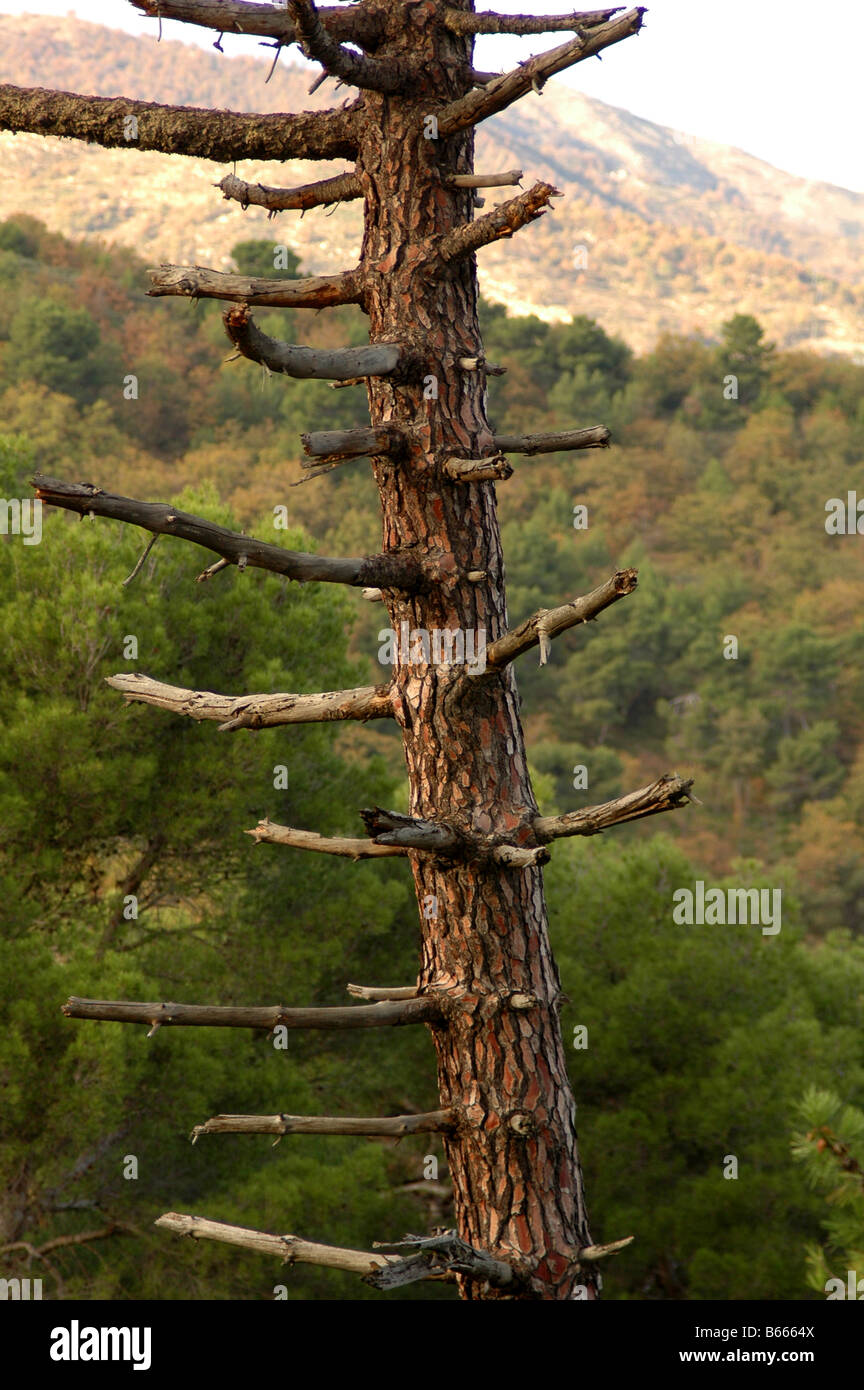 Tree burned hi-res stock photography and images - Alamy