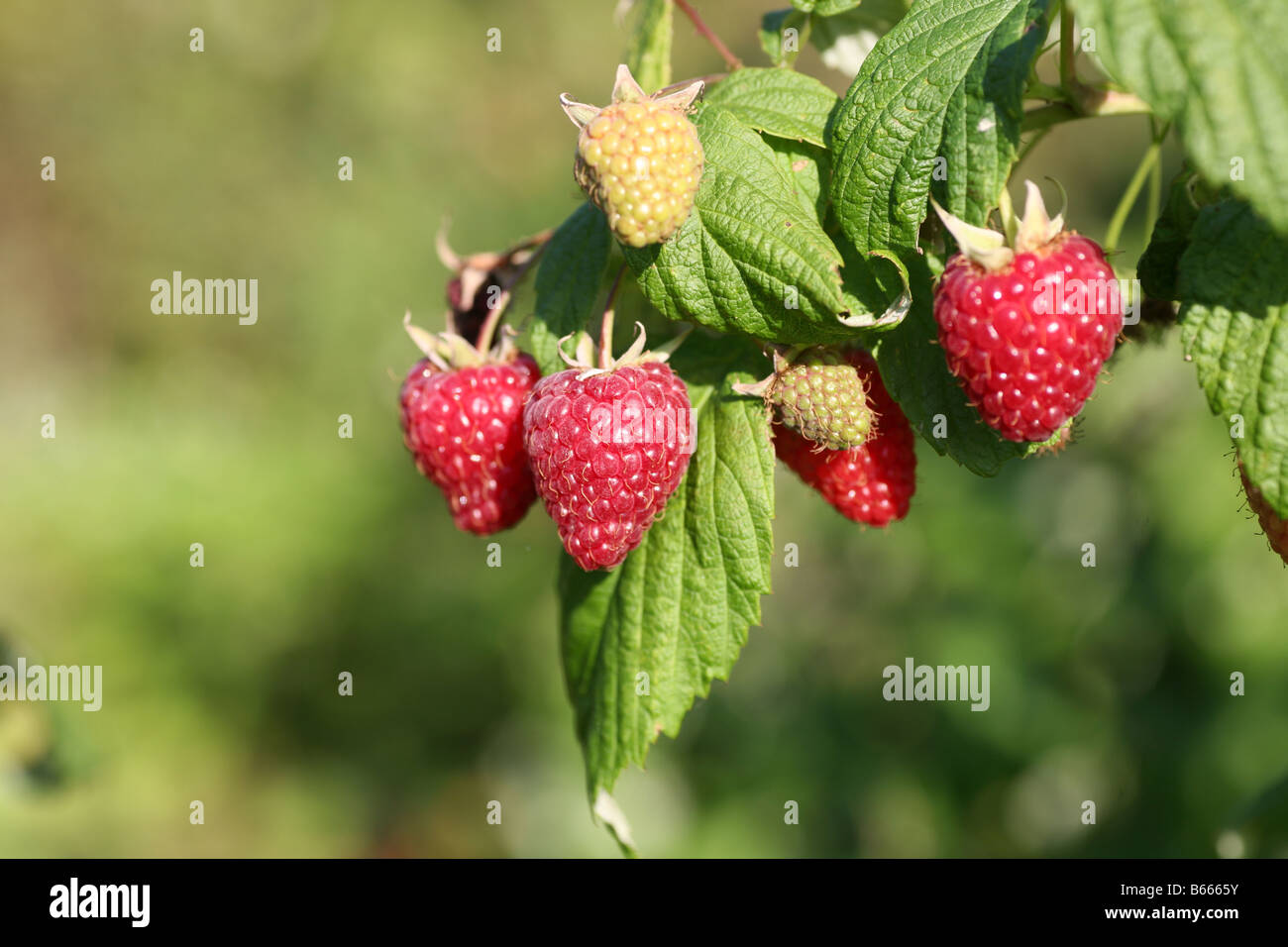 English raspberries on a branch Stock Photo - Alamy
