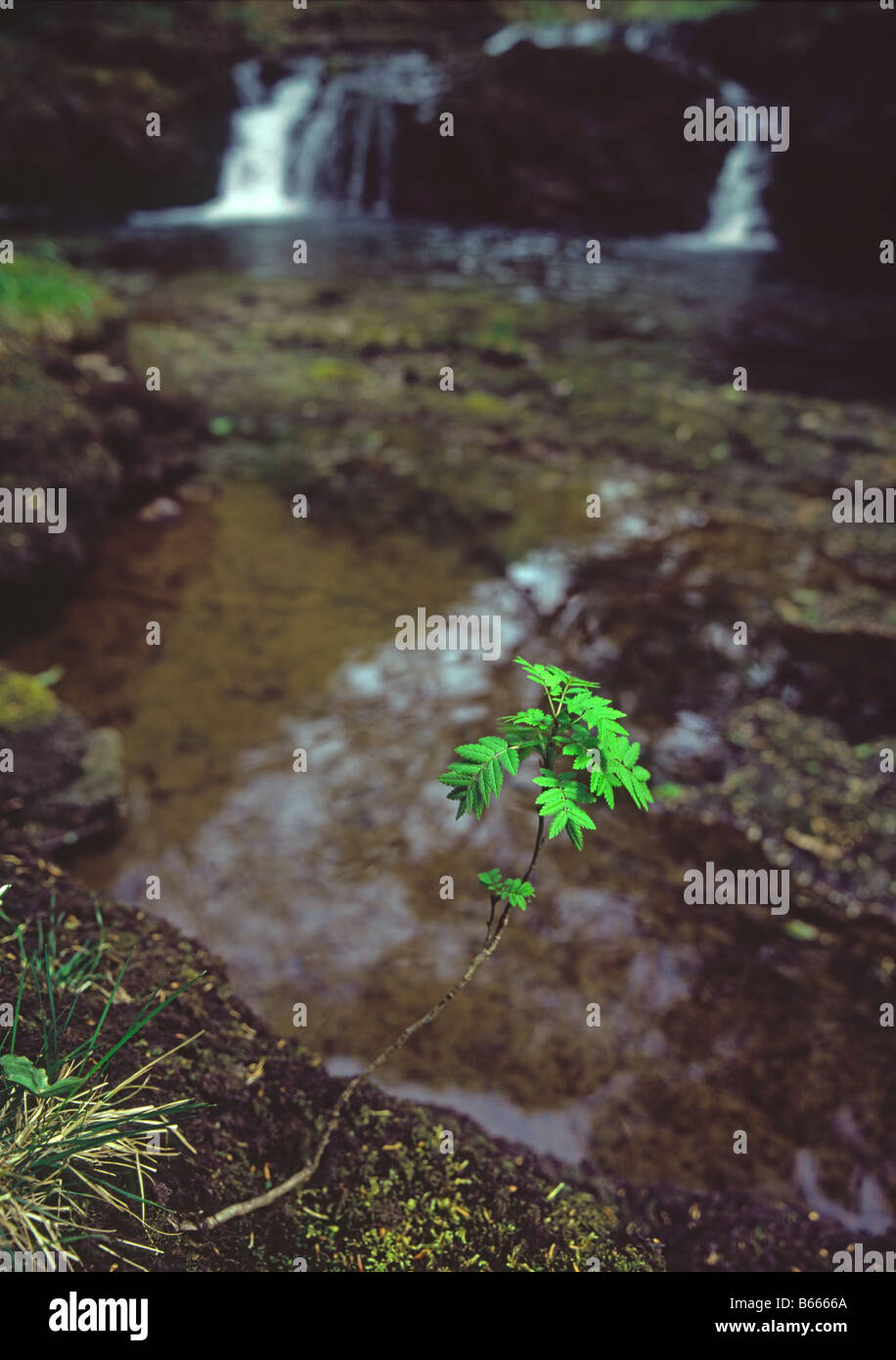 Ash Sapling High Resolution Stock Photography and Images - Alamy