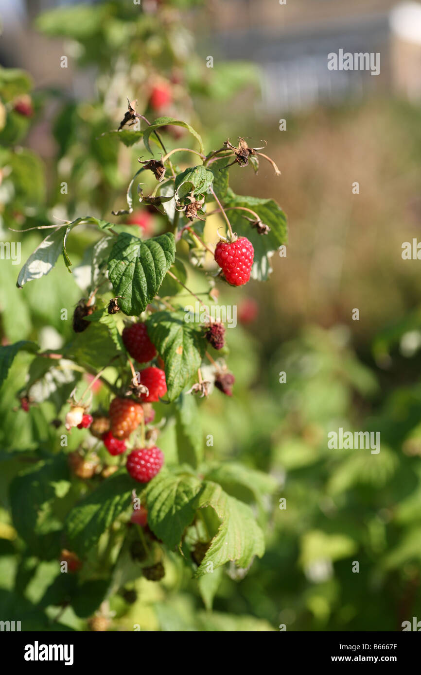 English raspberries on a branch Stock Photo - Alamy