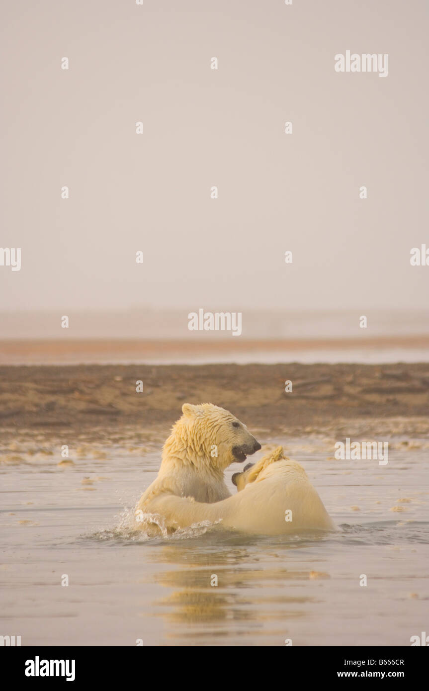polar bear Ursus maritimus adults playing in waters off Barter Island ...